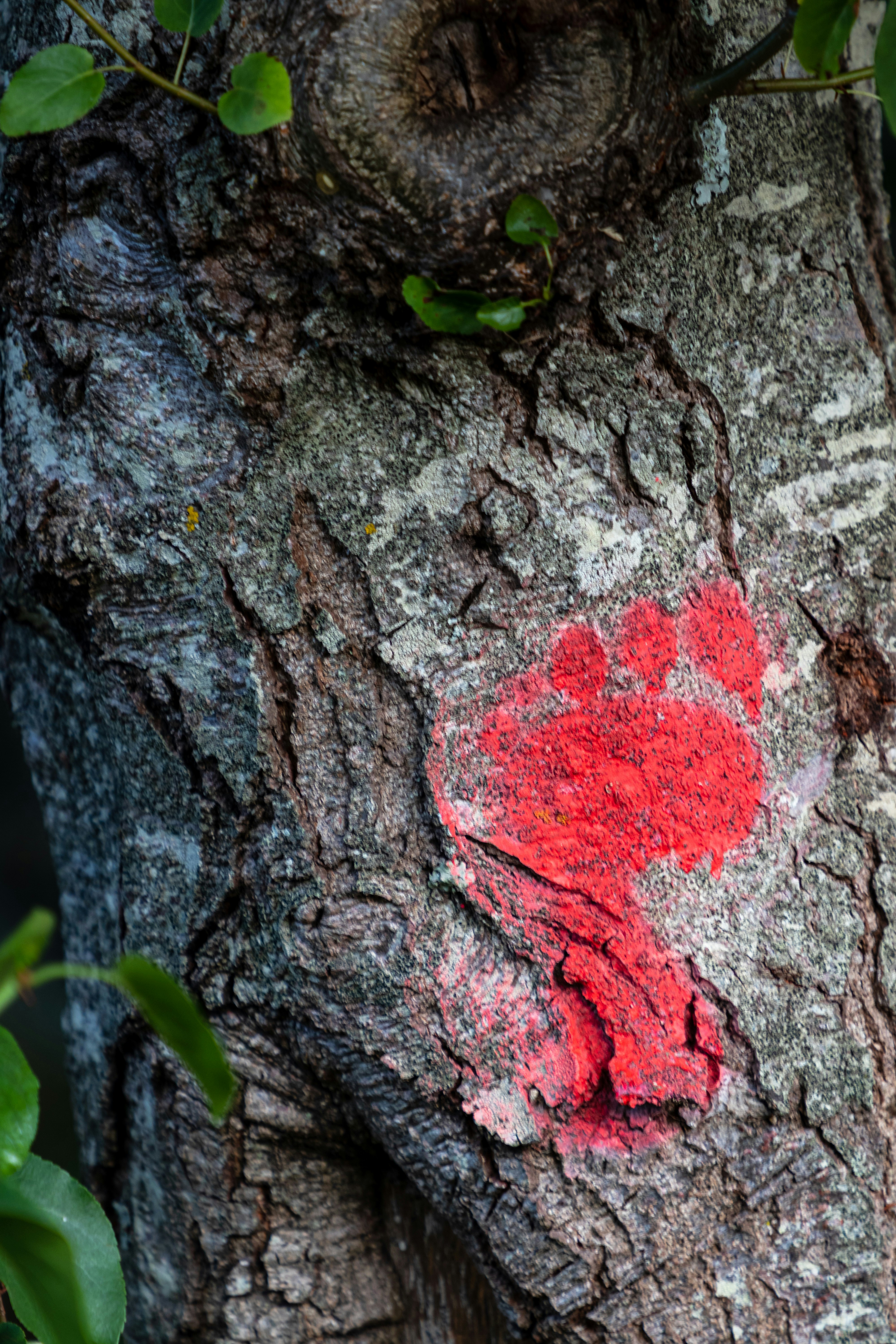 Crimson Pawprint on Weathered Bark: A Forest Signature