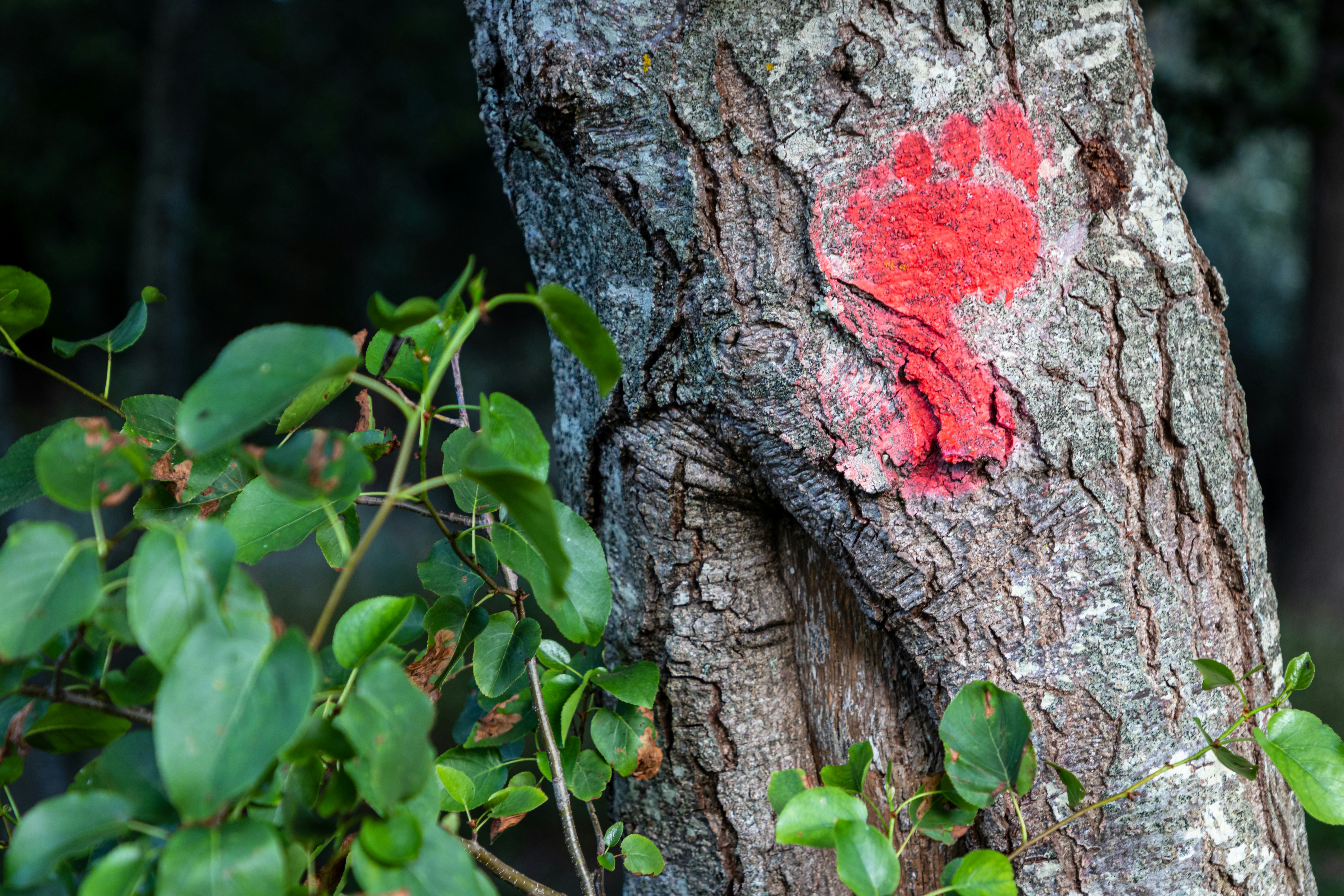 Crimson Mark on the Bark: A Painted Catkin of Color