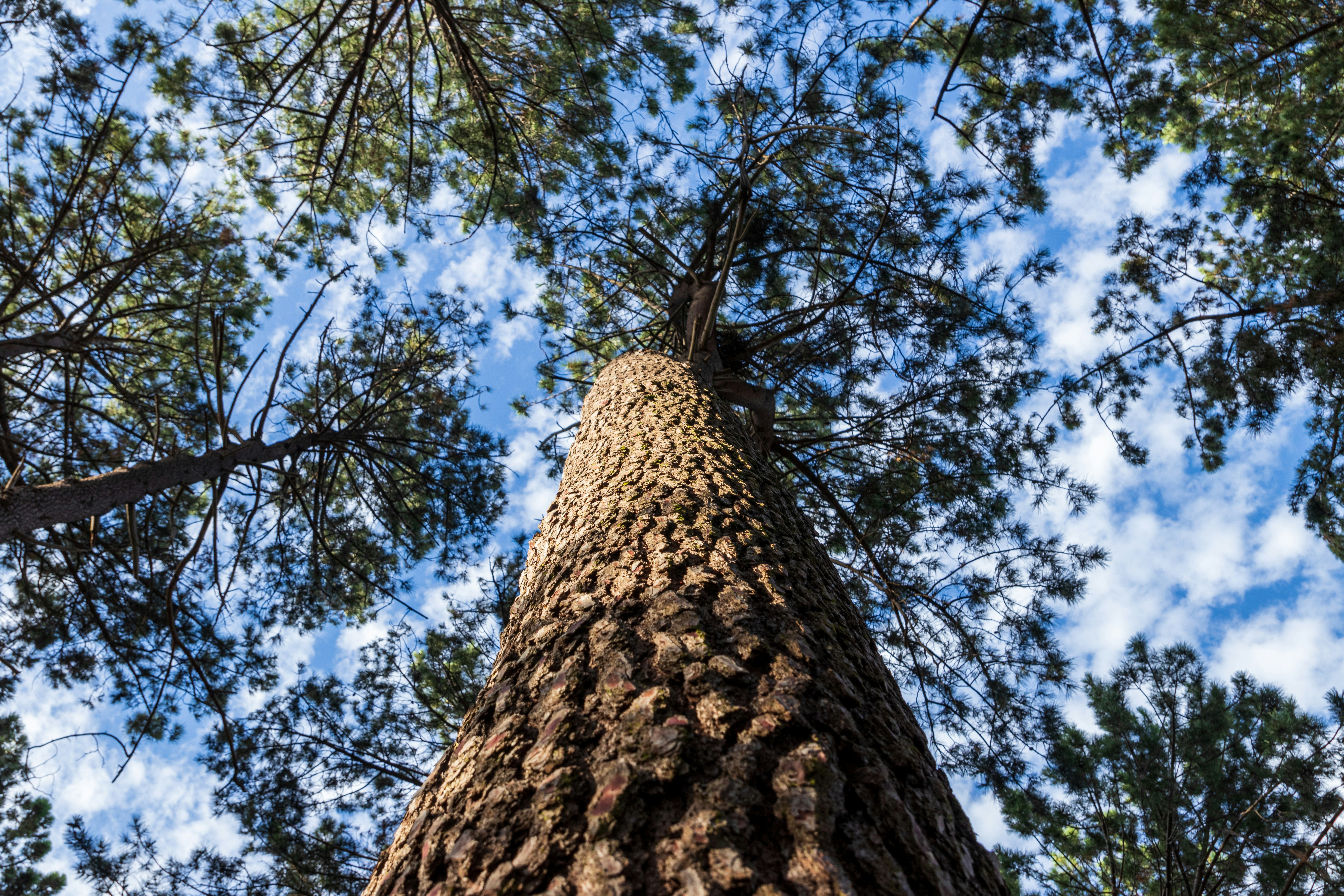 Looking up at the top of a tall tree photo – Free Alphen trail ...