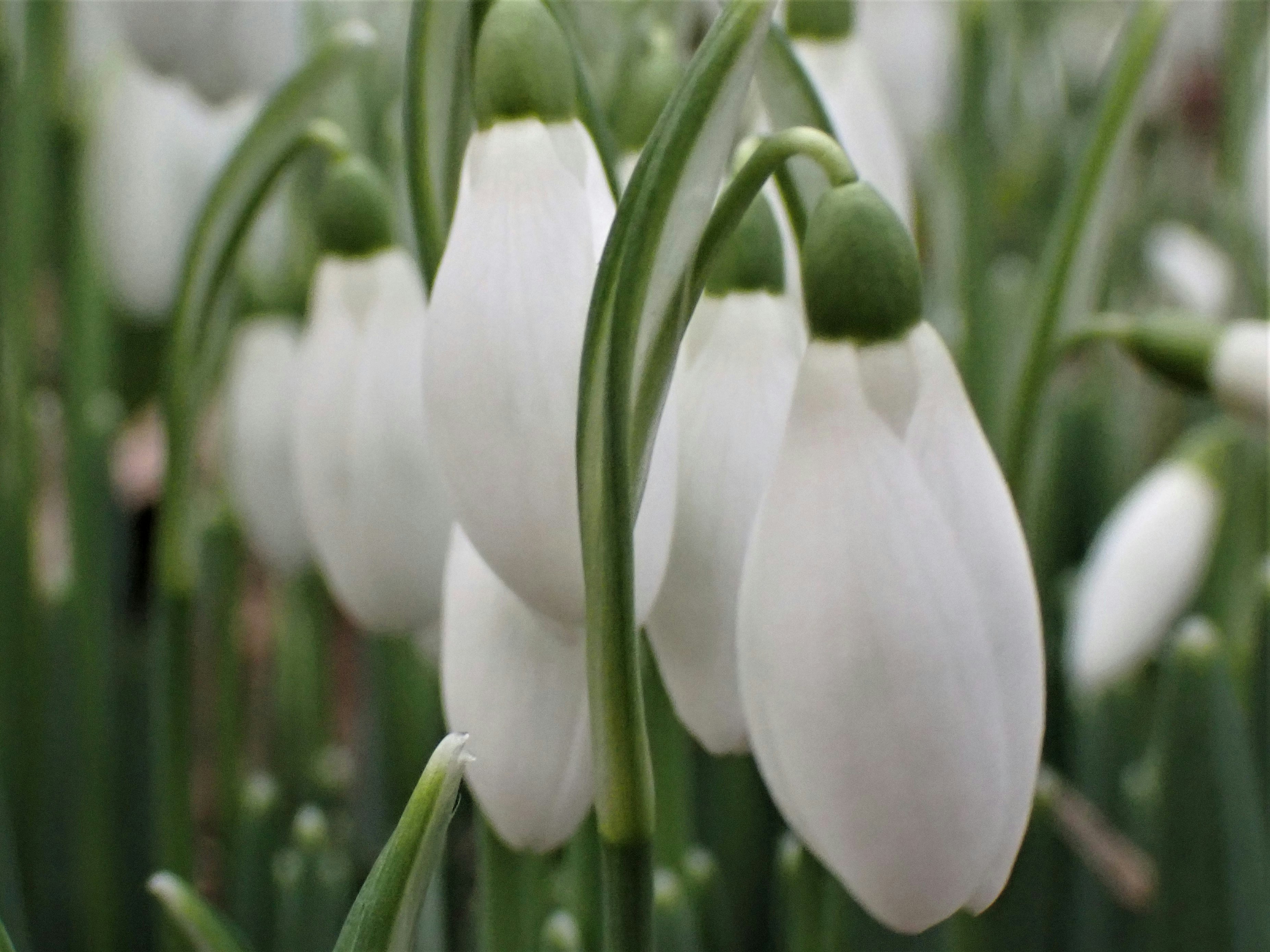 Macro photograph of white snowdrop blossoms with slender green stems in a soft garden setting.