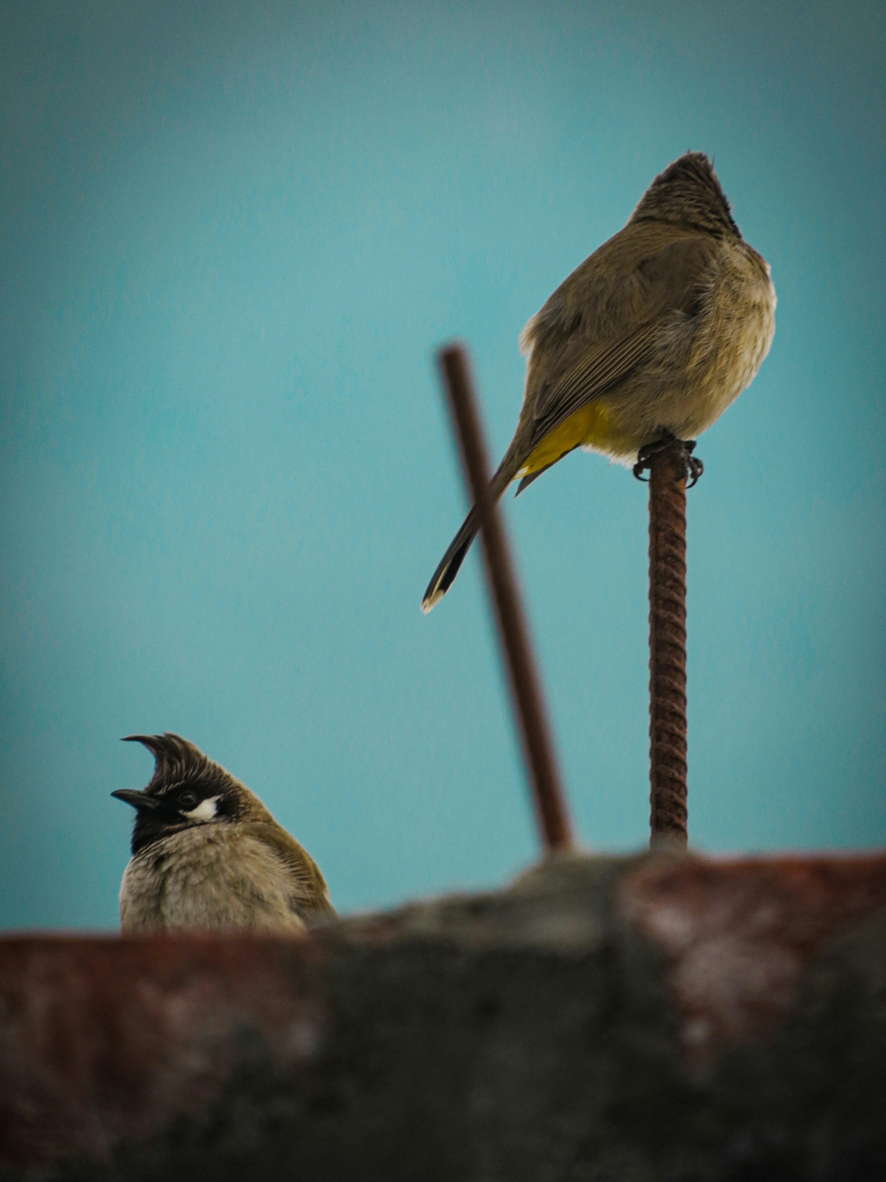 a couple of birds sitting on top of a pole