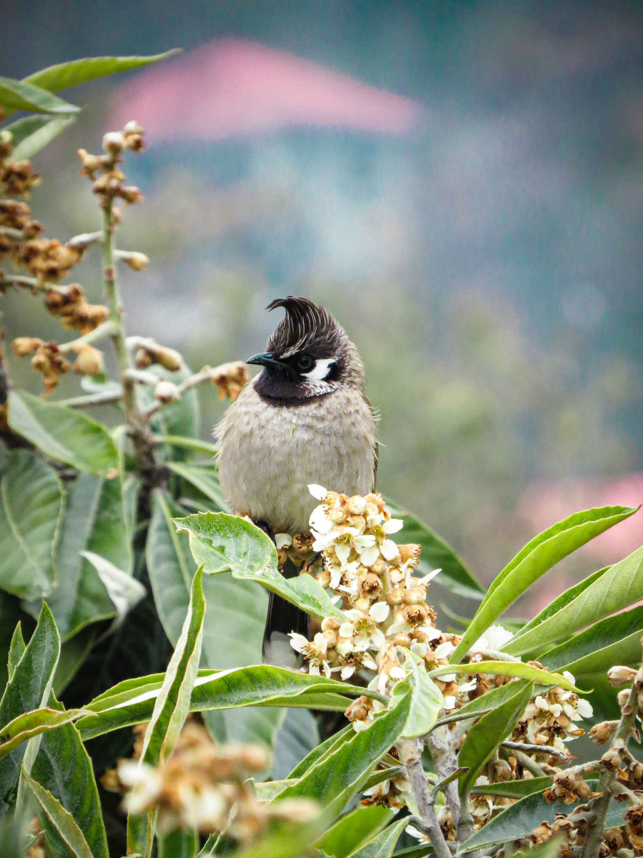 Crested Chickadee Perched Among Lemon Scented Blooms