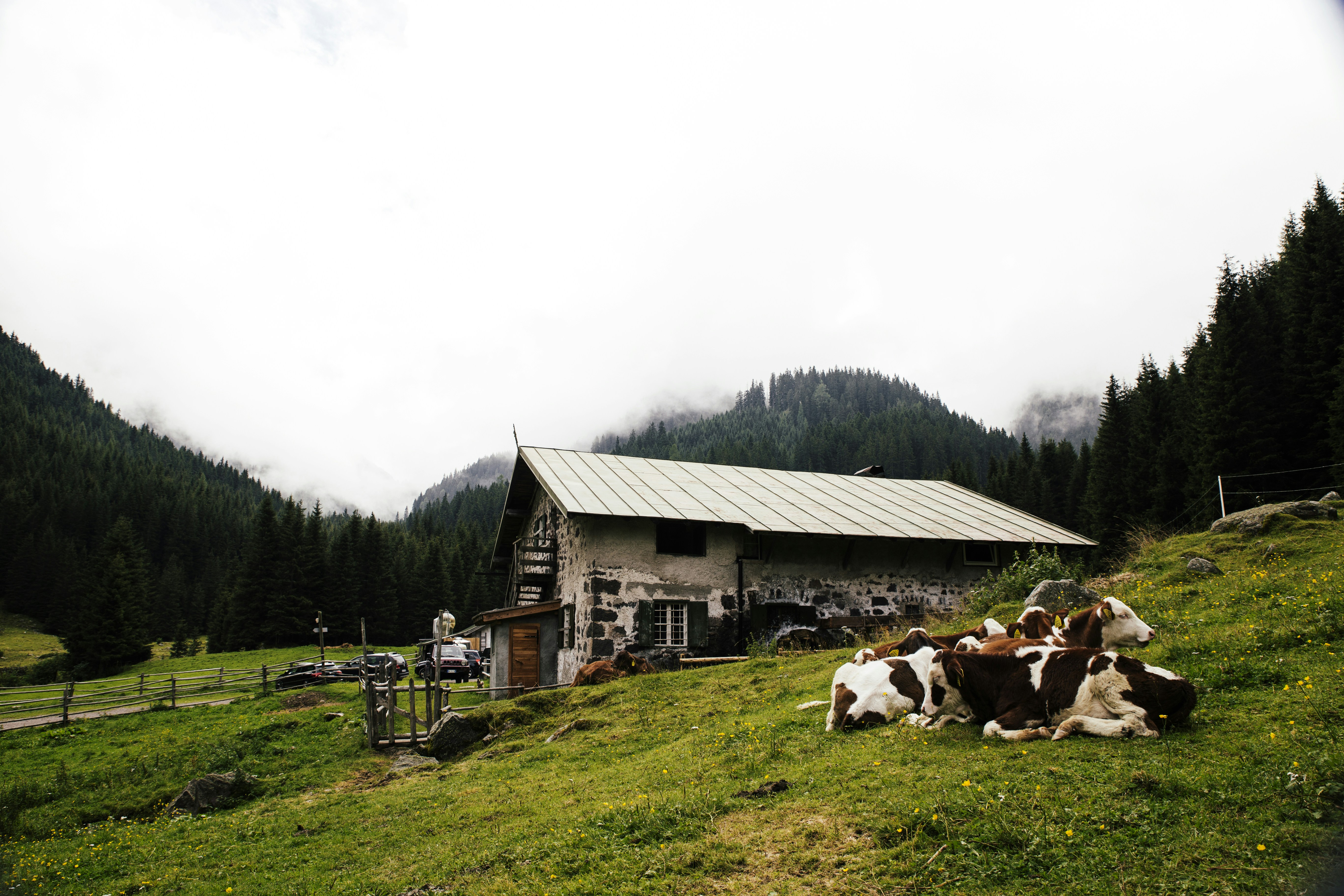Cattle and Stone Farmstead Beneath Misty Alpine Skies