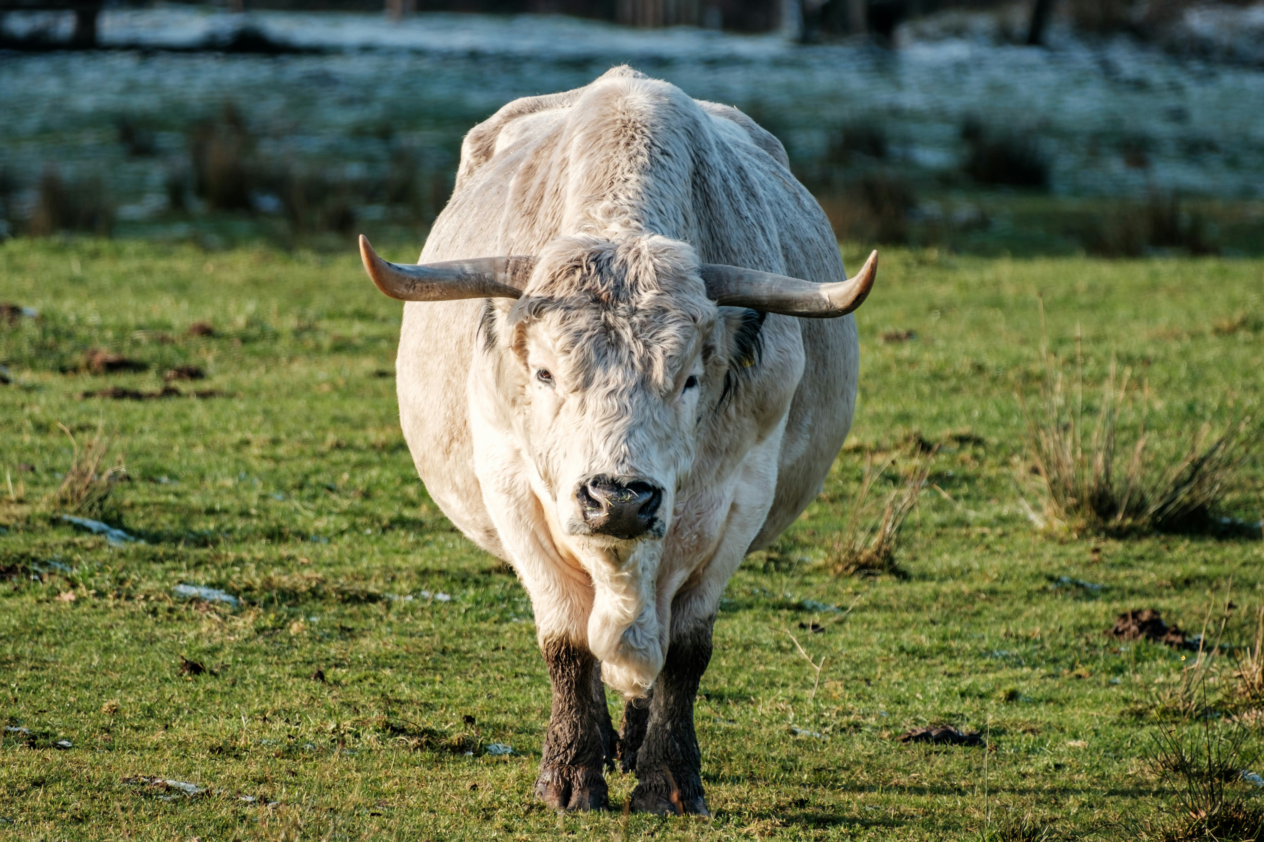 Foto zum Thema Ein weißer Stier mit großen Hörnern geht durch ein Feld ...
