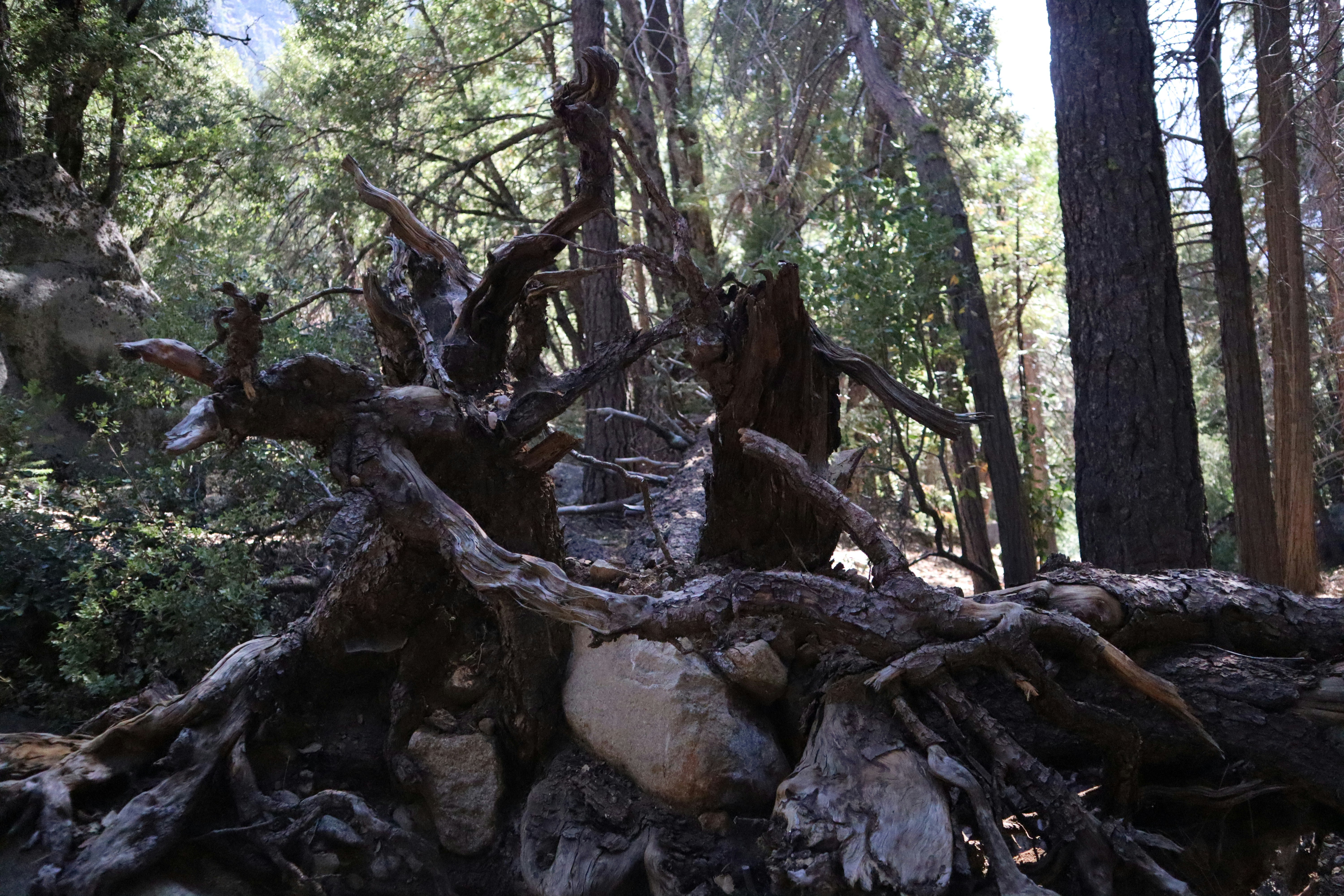 Rooted in the Forest: A Tangle of Living Wood and Stone