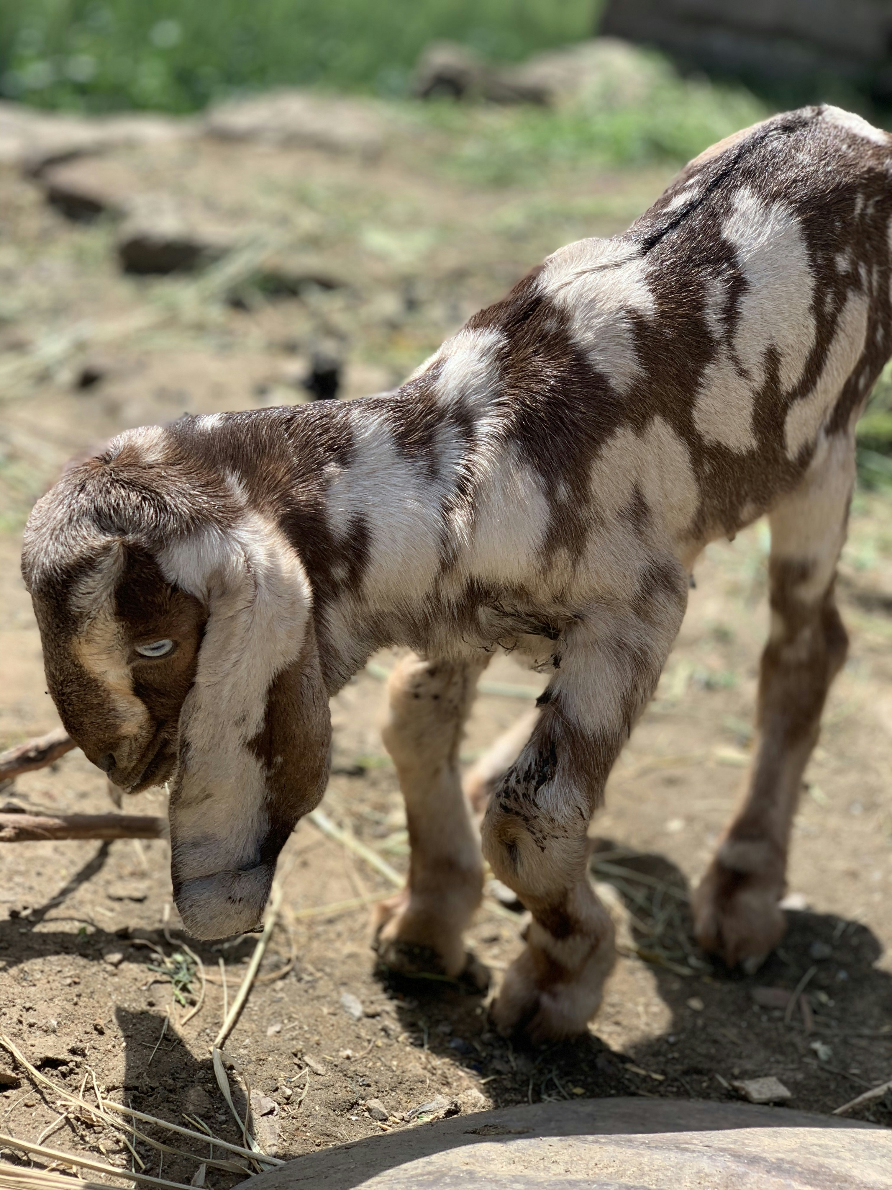 Foto Una cabra bebé parada en la parte superior de un campo de tierra ...