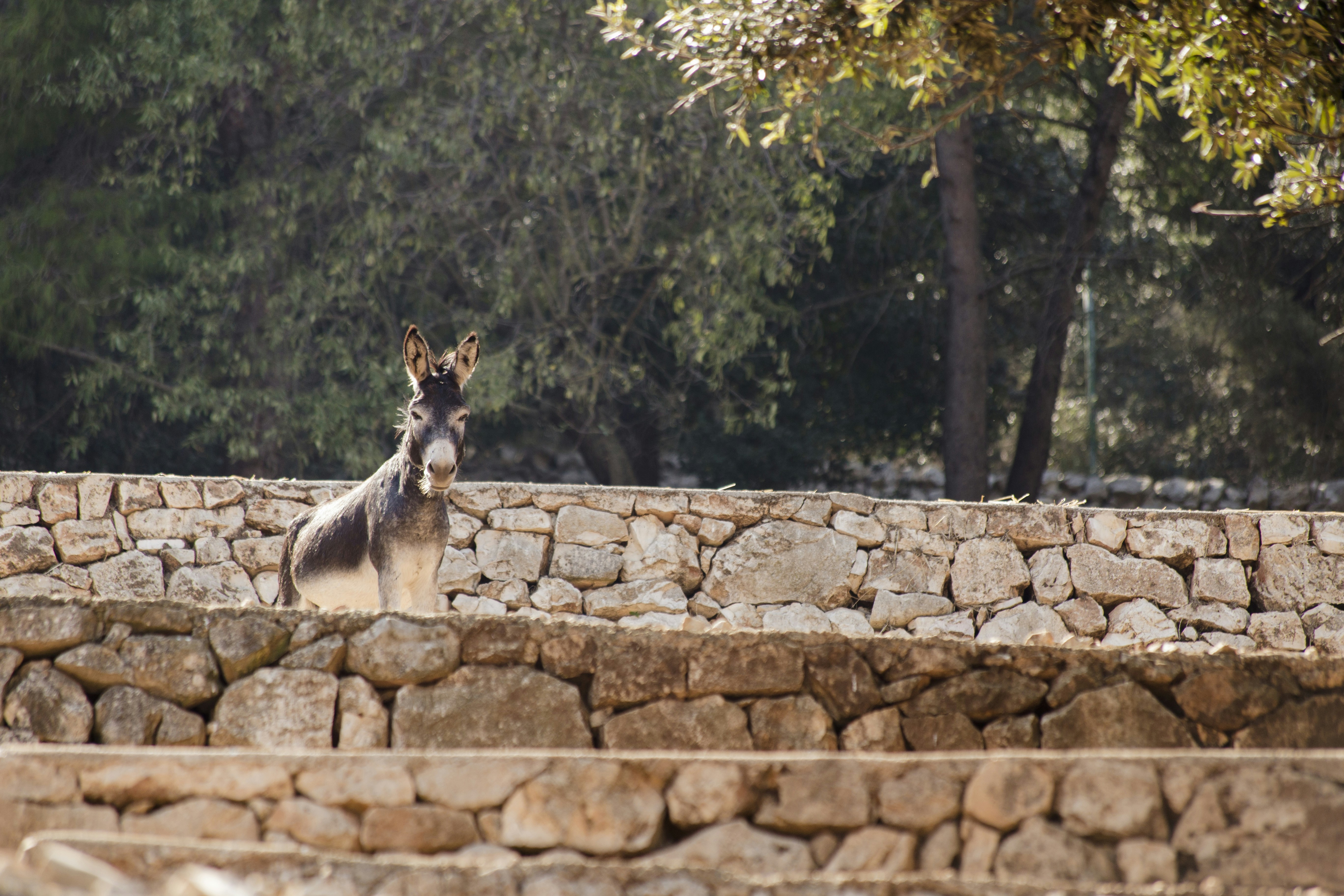 Stone Terrace Guardian: A Donkey Among Rustic Steps