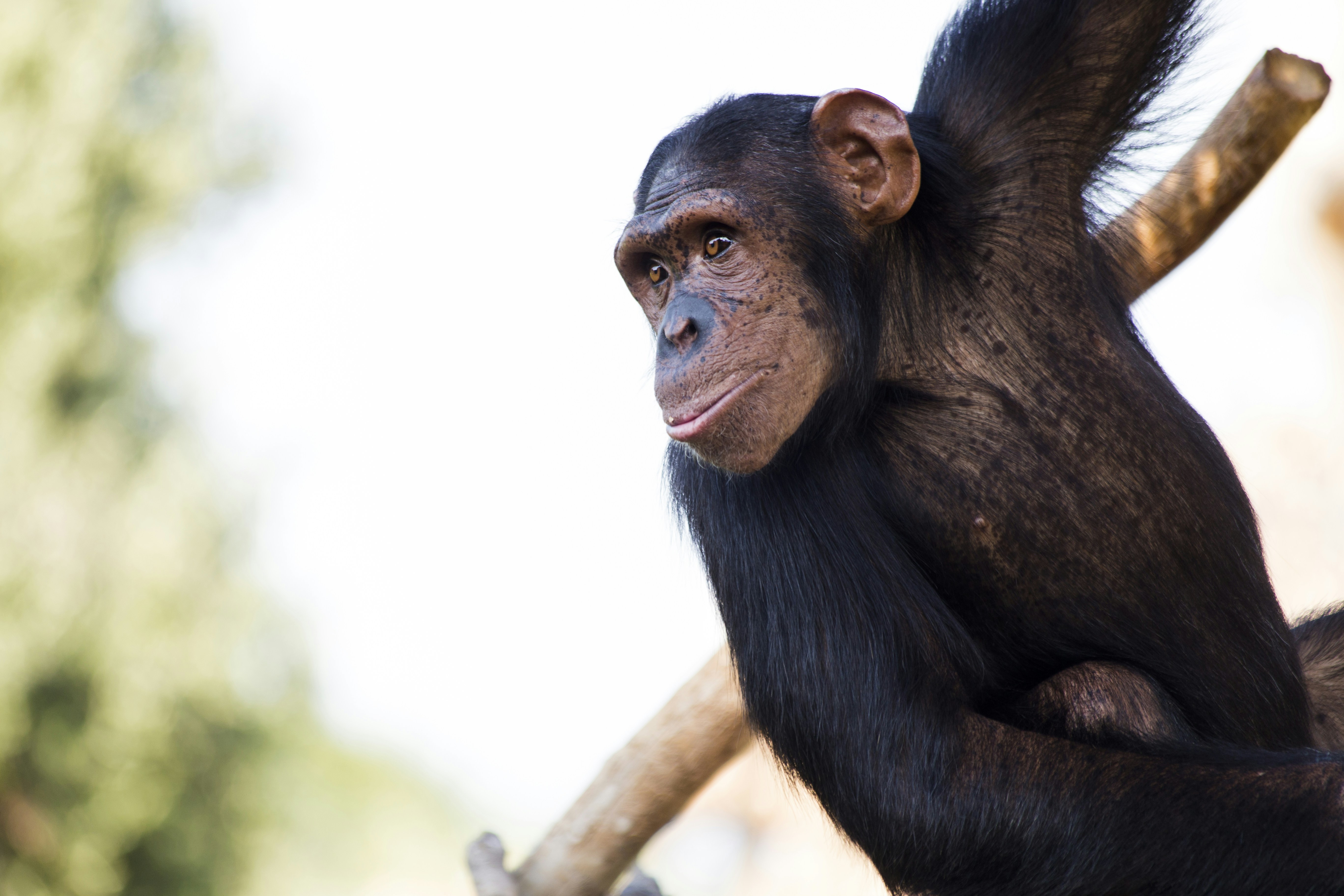 This striking image captures a chimpanzee perched on a branch, its thoughtful expression highlighted against a softly blurred background. The rich, dark tones of the chimpanzee's fur contrast beautifully with the bright, natural light, creating a captivating focus on the animal's features. The use of shallow depth of field enhances the subject's prominence, making this photograph both intimate and engaging.