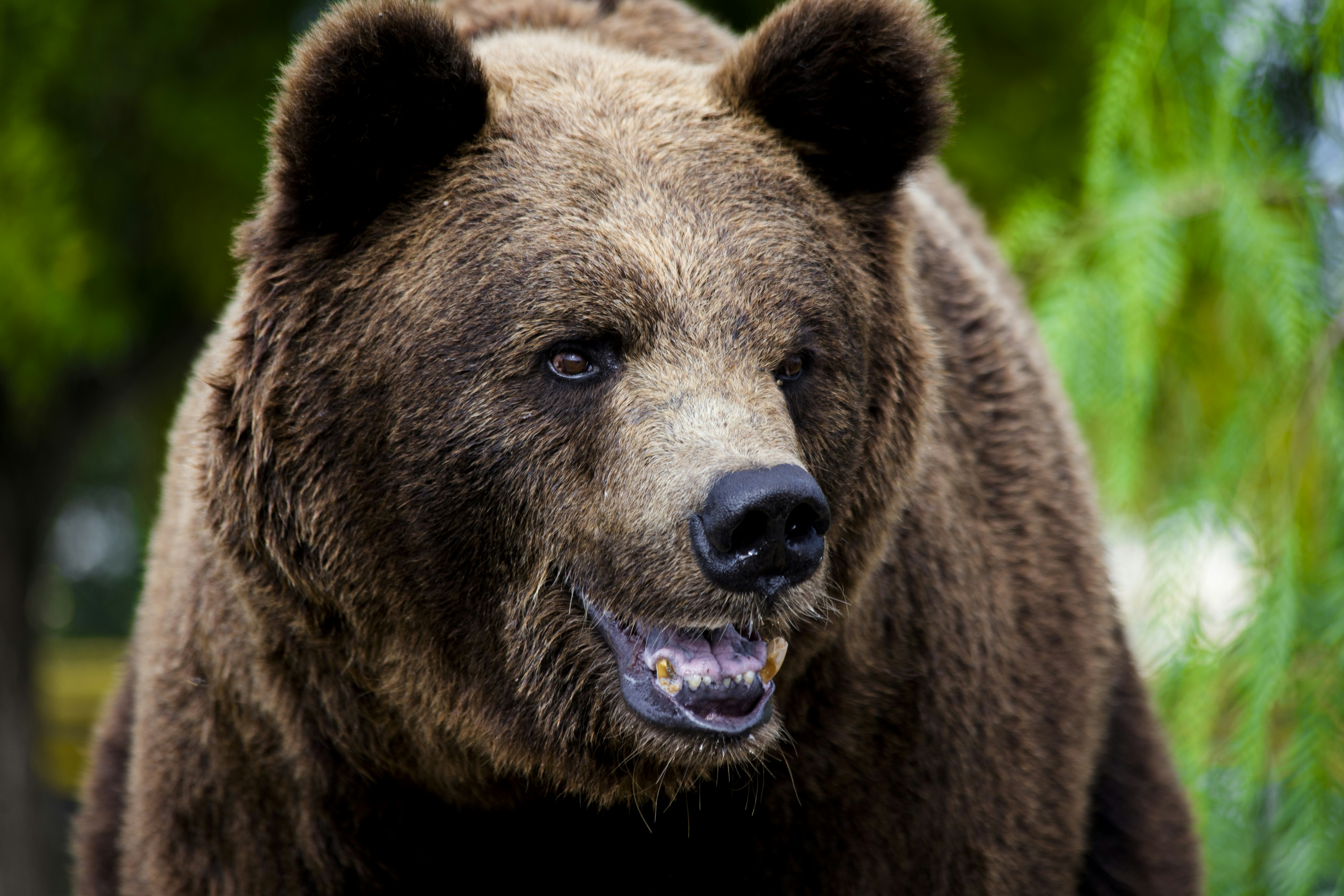 Download Free Bear Face Pictures [HD] | Unsplash