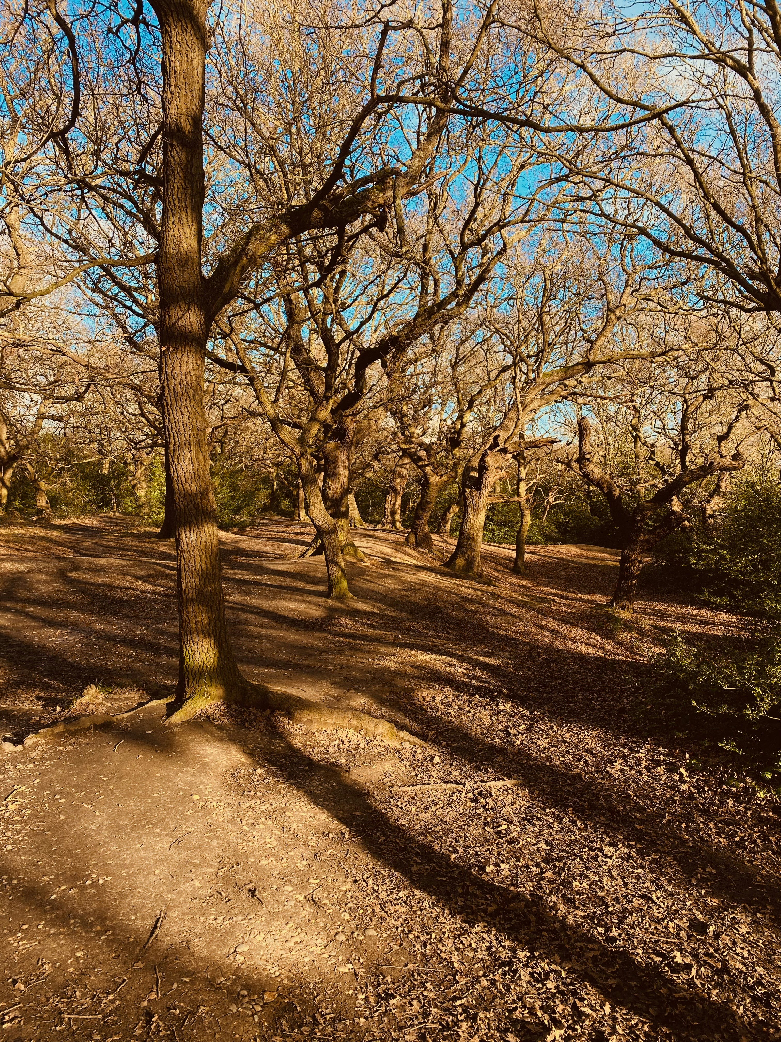 Foto Un grupo de árboles sin hojas – Imagen Árbol gratis en Unsplash