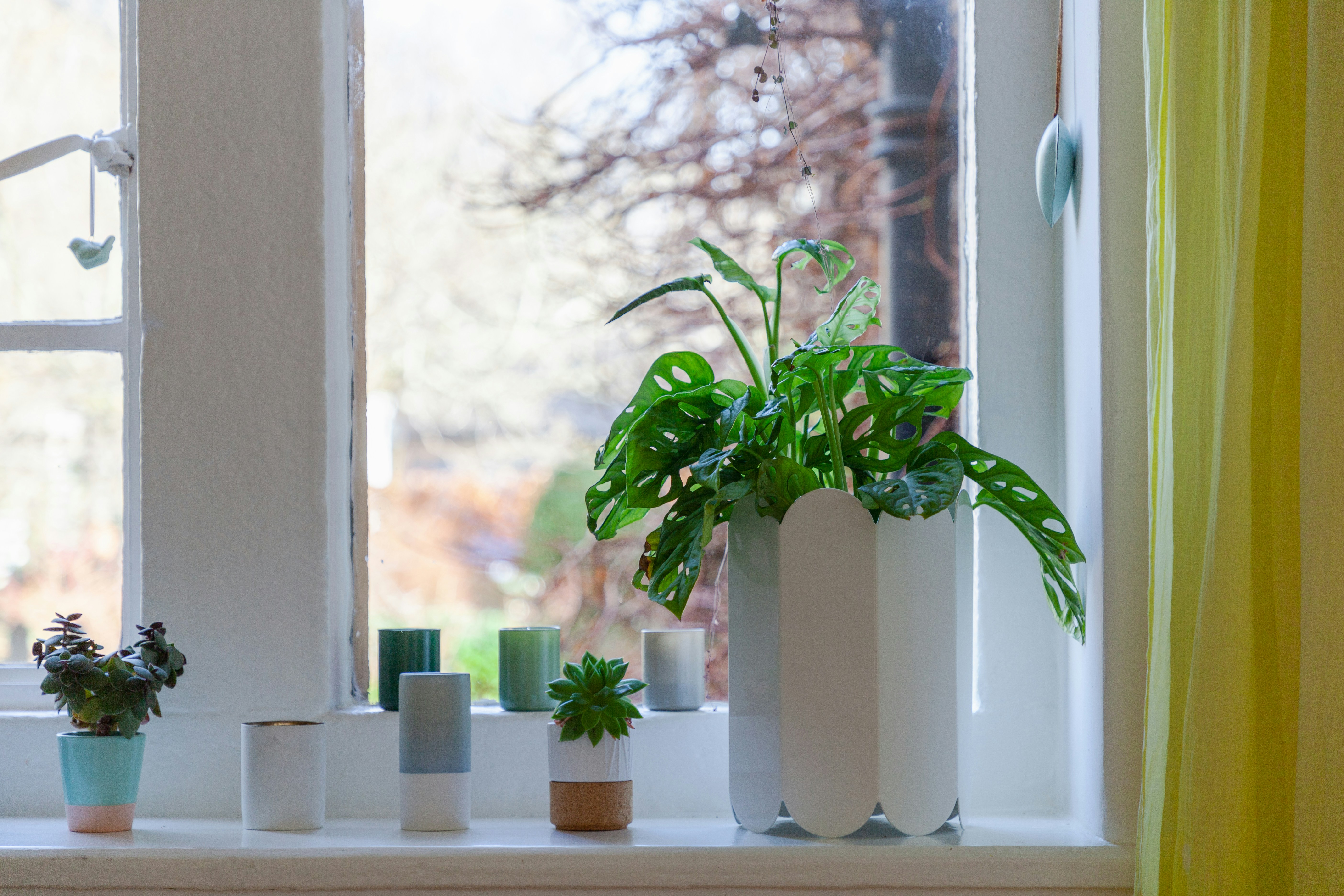 Lush green Monstera plant stands prominently in a bright window, surrounded by various small potted succulents and candles, creating a tranquil indoor oasis.