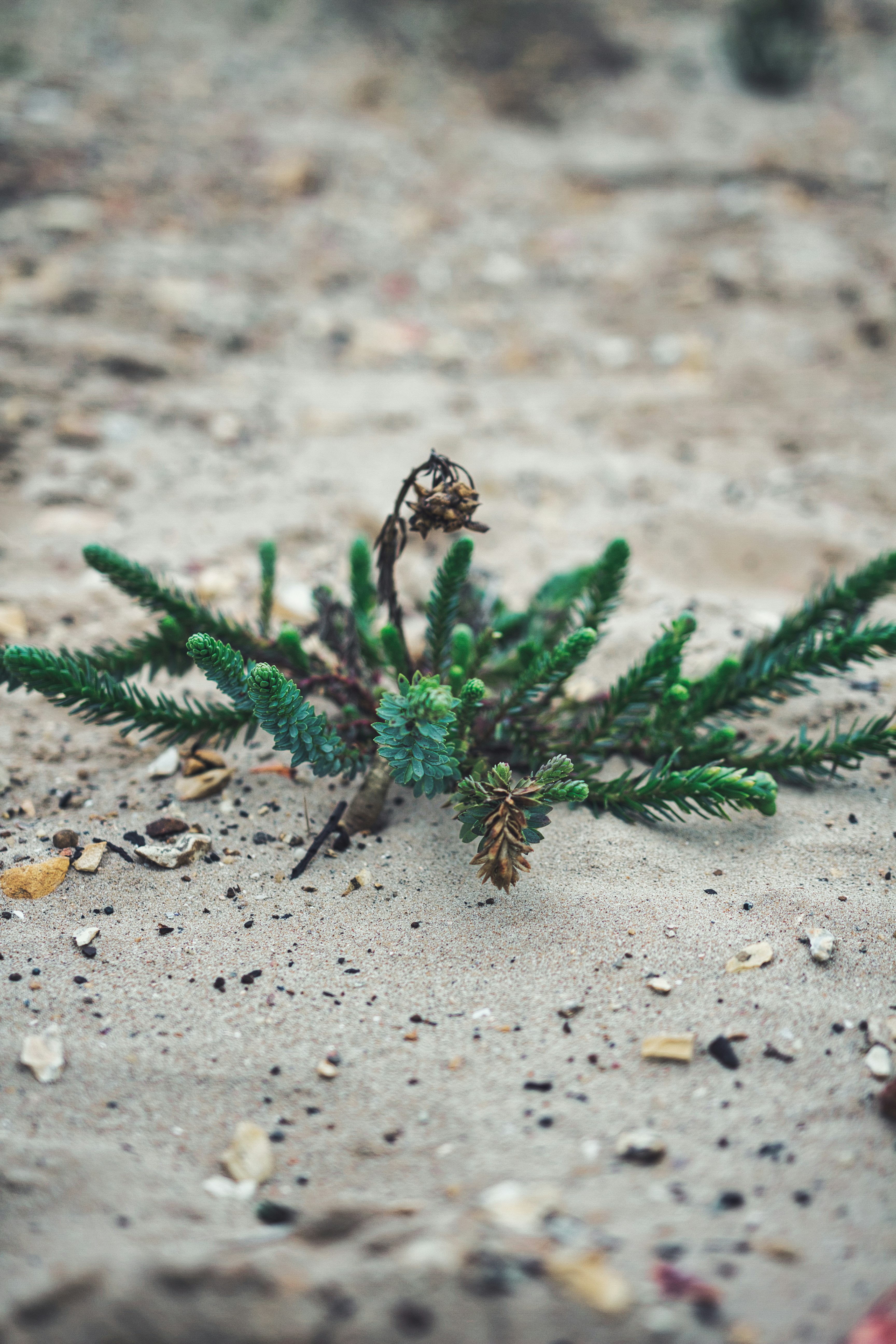 Green plant emerging from sandy terrain, showcasing nature's tenacity. The scene highlights the contrast between life and its environment.