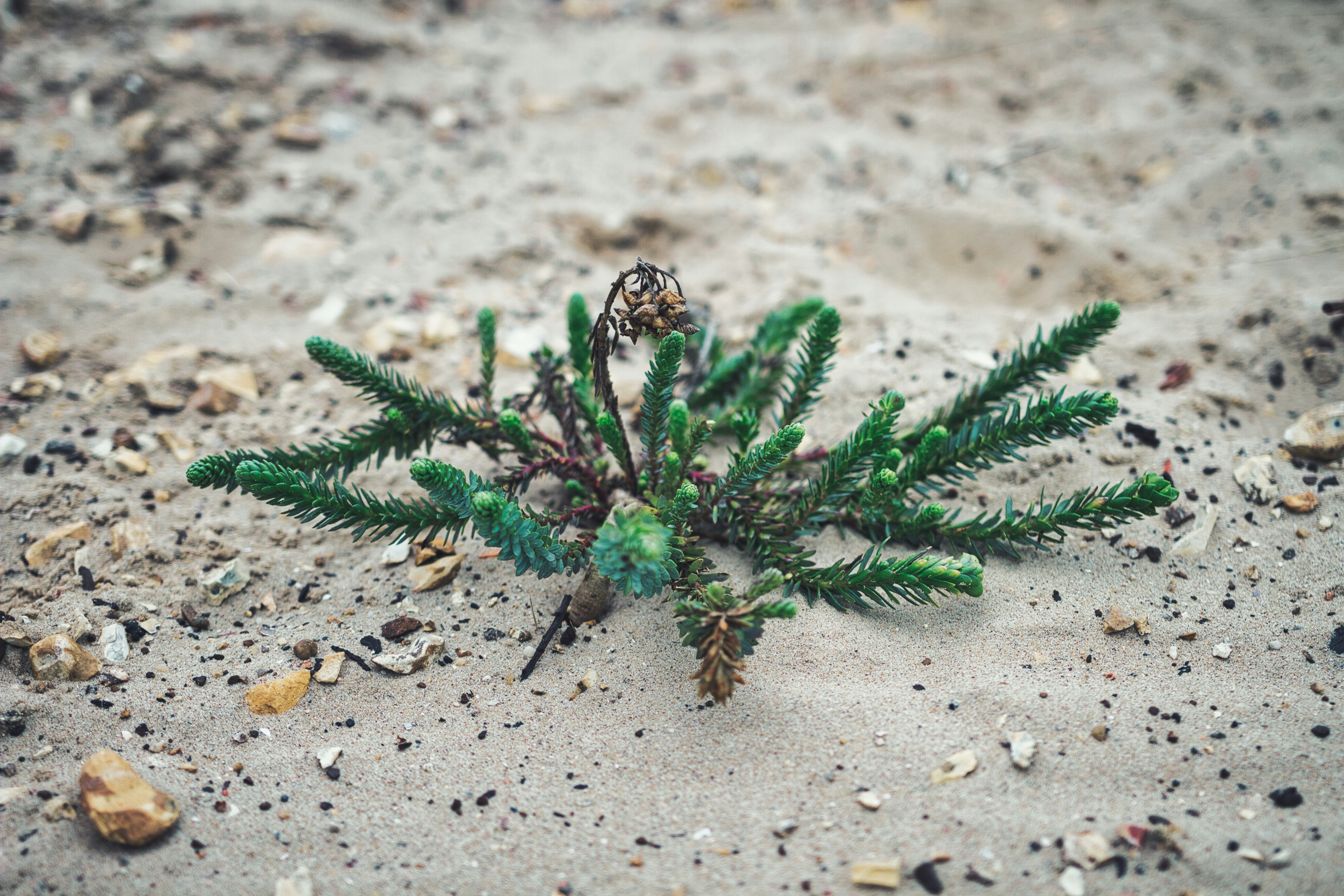 A vibrant green plant emerges from the sandy ground, surrounded by scattered pebbles and debris. The scene highlights nature's resilience in an arid environment.