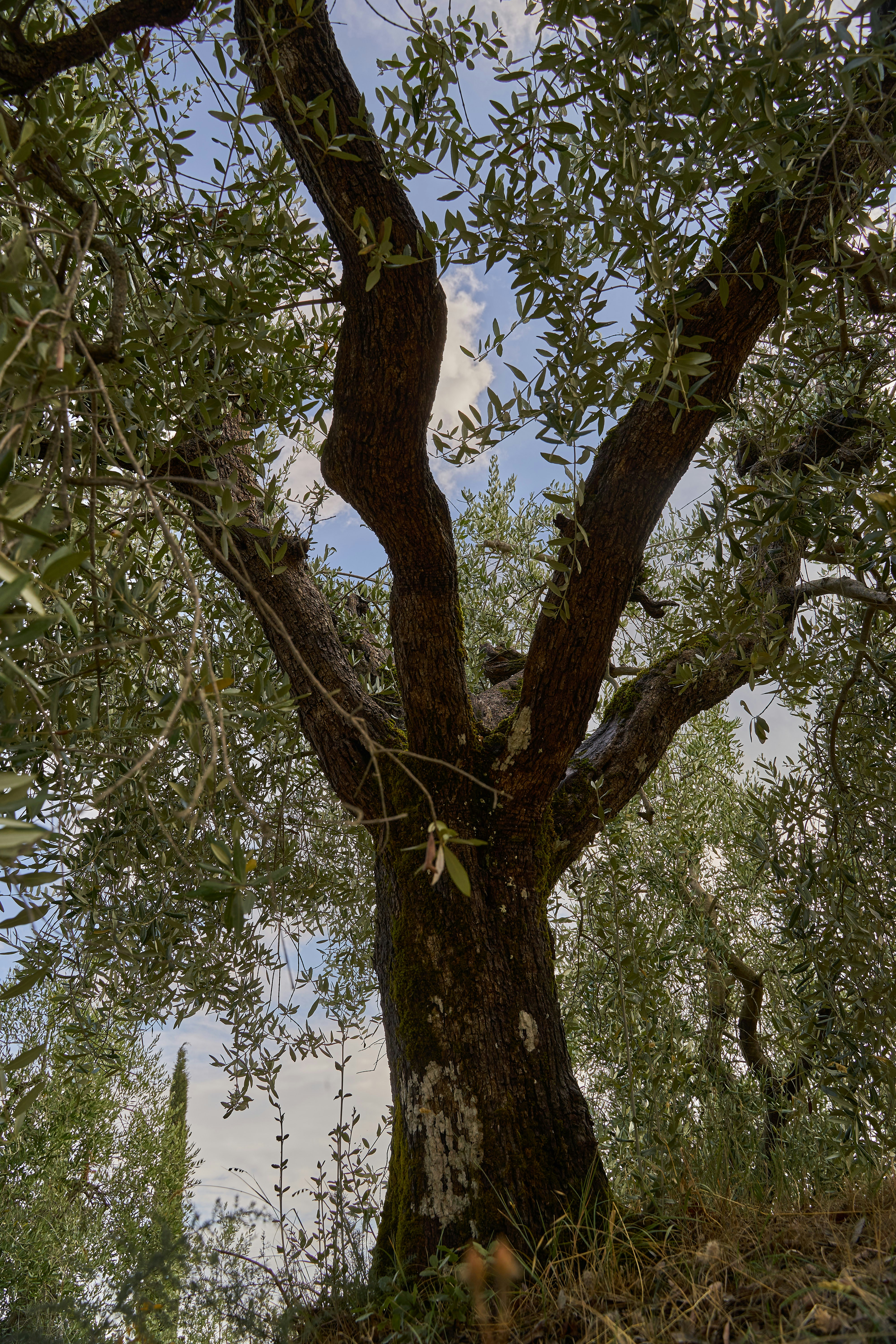 An ancient olive tree stretches its gnarled branches skyward, surrounded by lush greenery and a serene sky.
