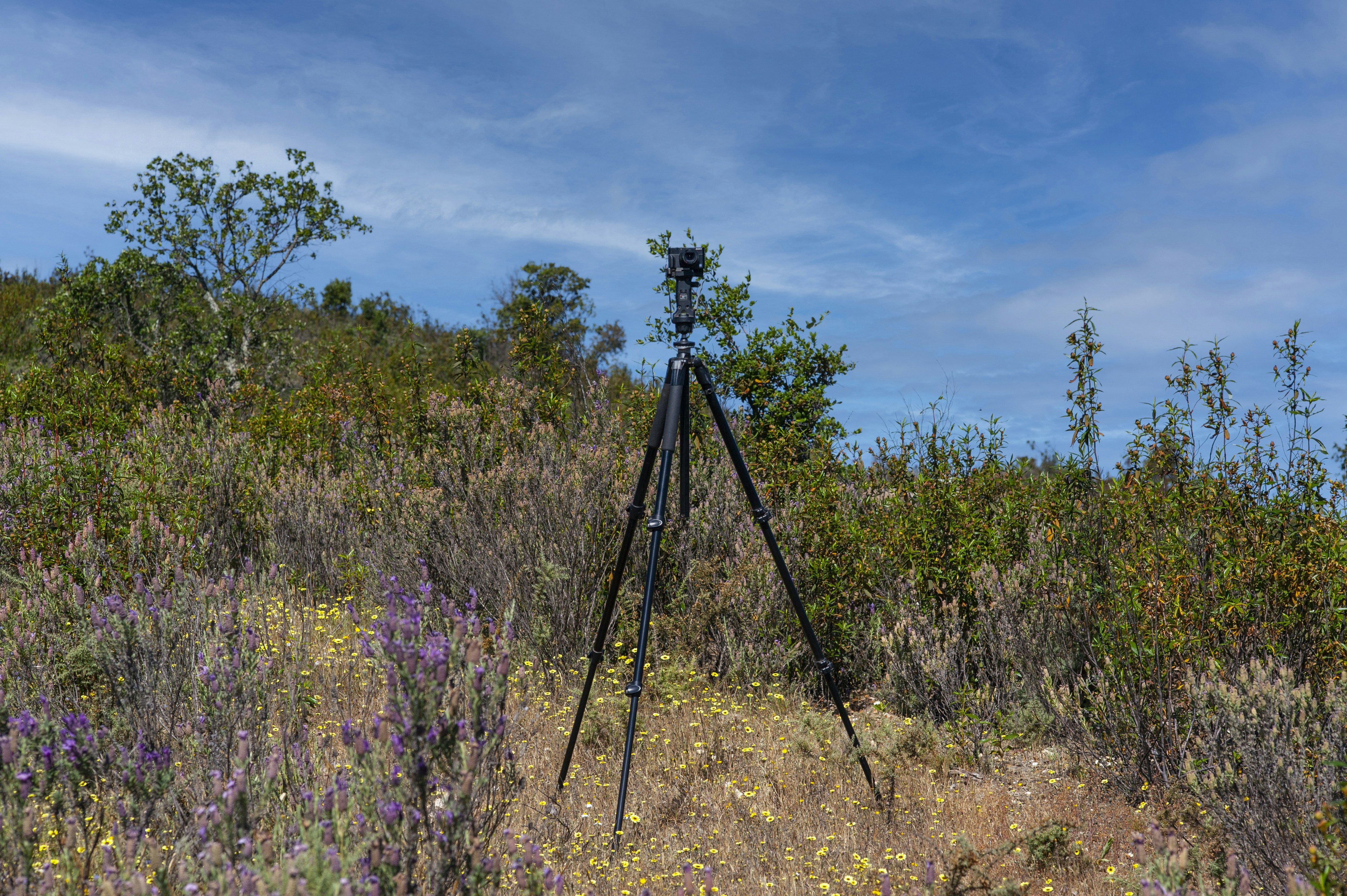 Tripod Sentinel in a Wildflower Meadow