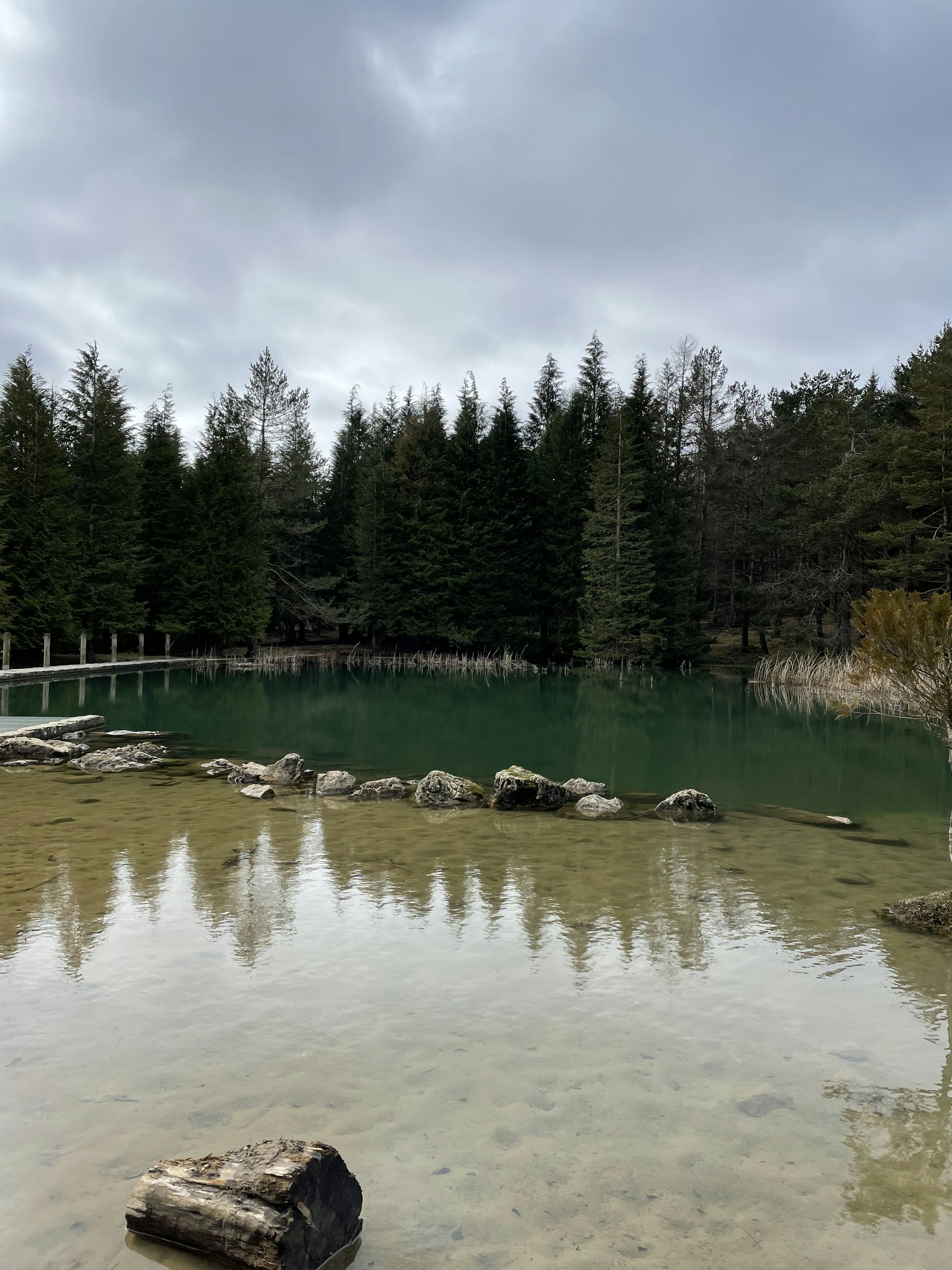Emerald Edge: A Quiet Pine Forest Pond Under Gray Sky