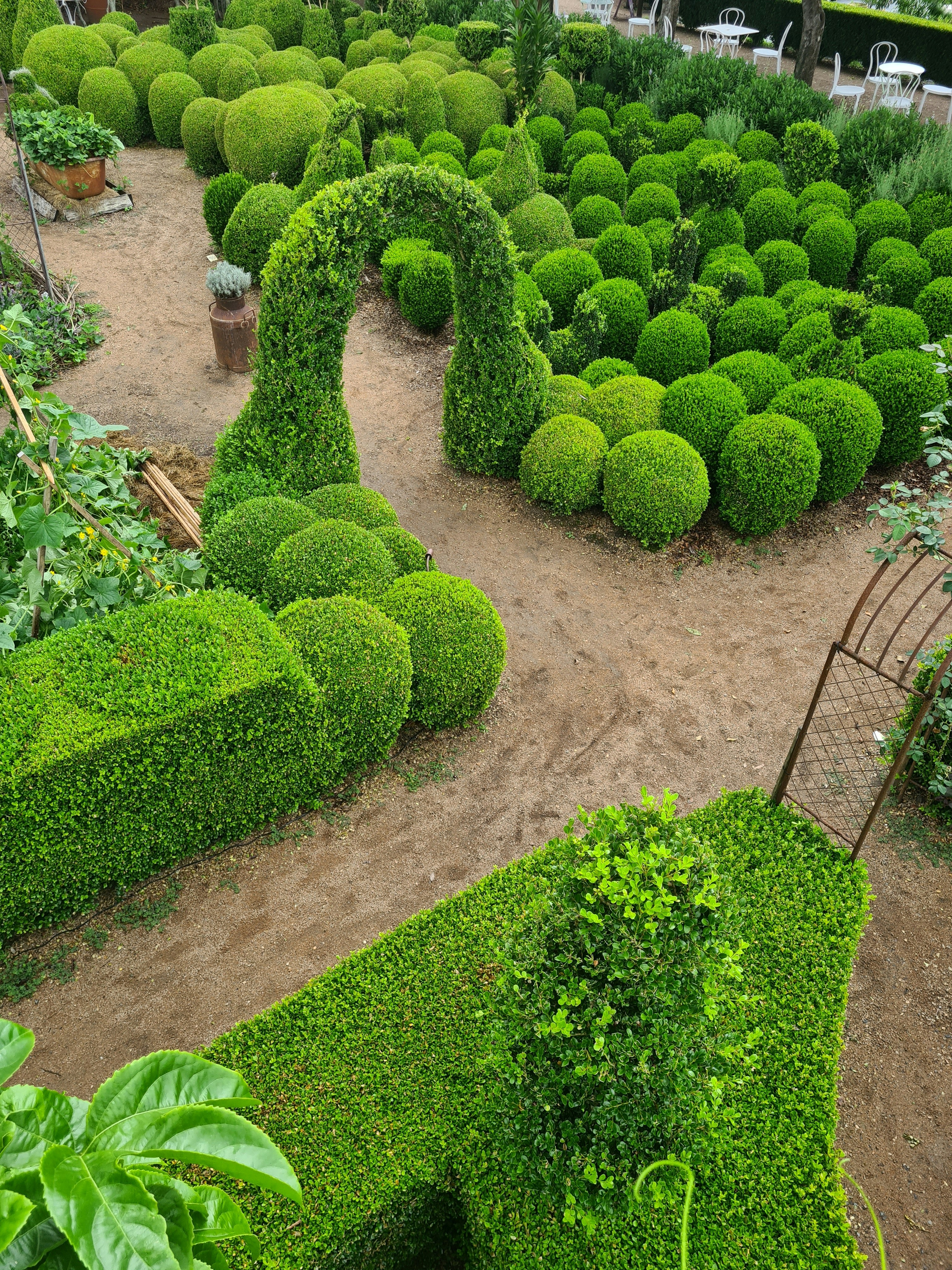 A garden filled with lots of green plants photo – Free Outdoors Image ...
