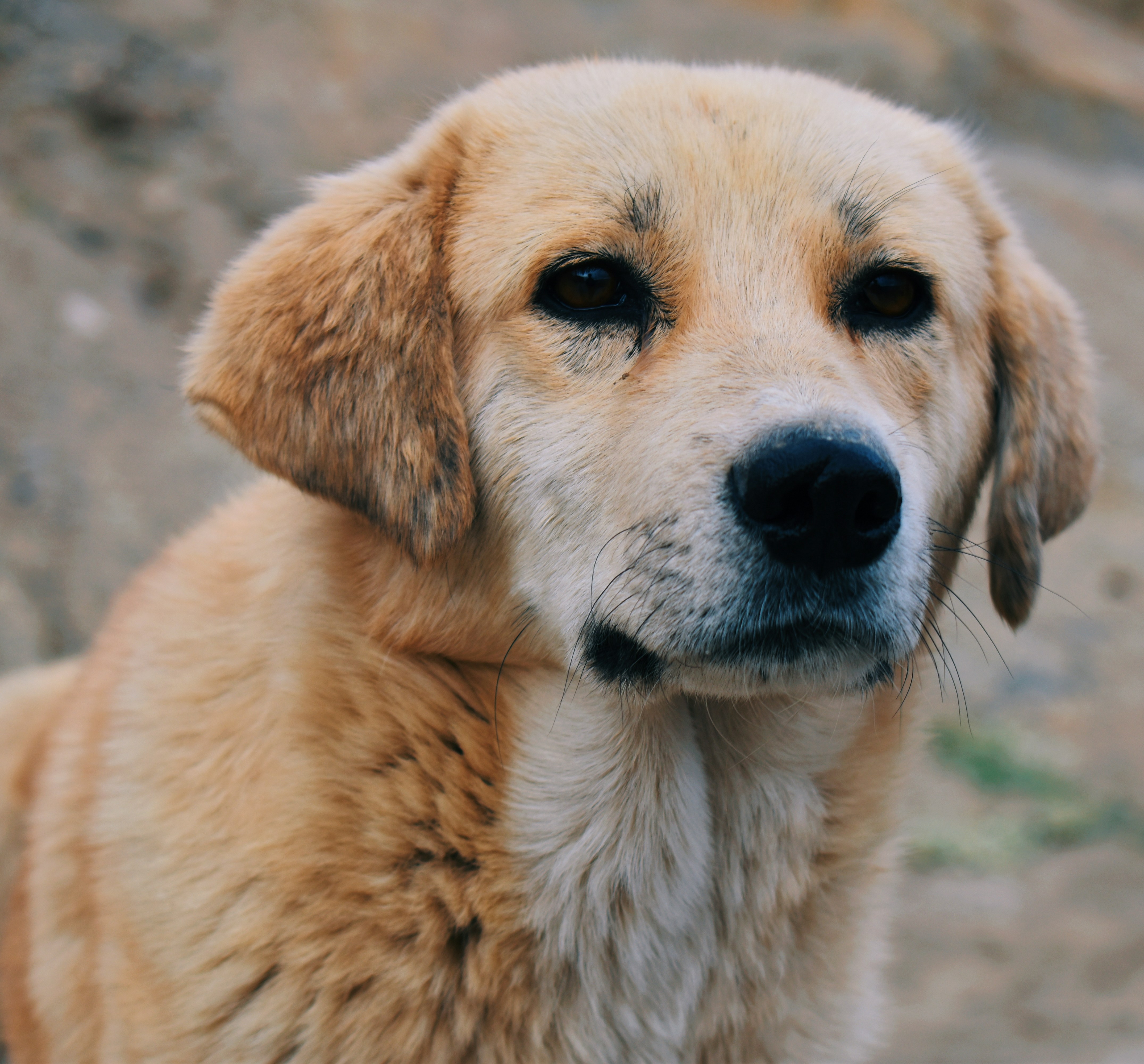 Sad Golden Retriever Face