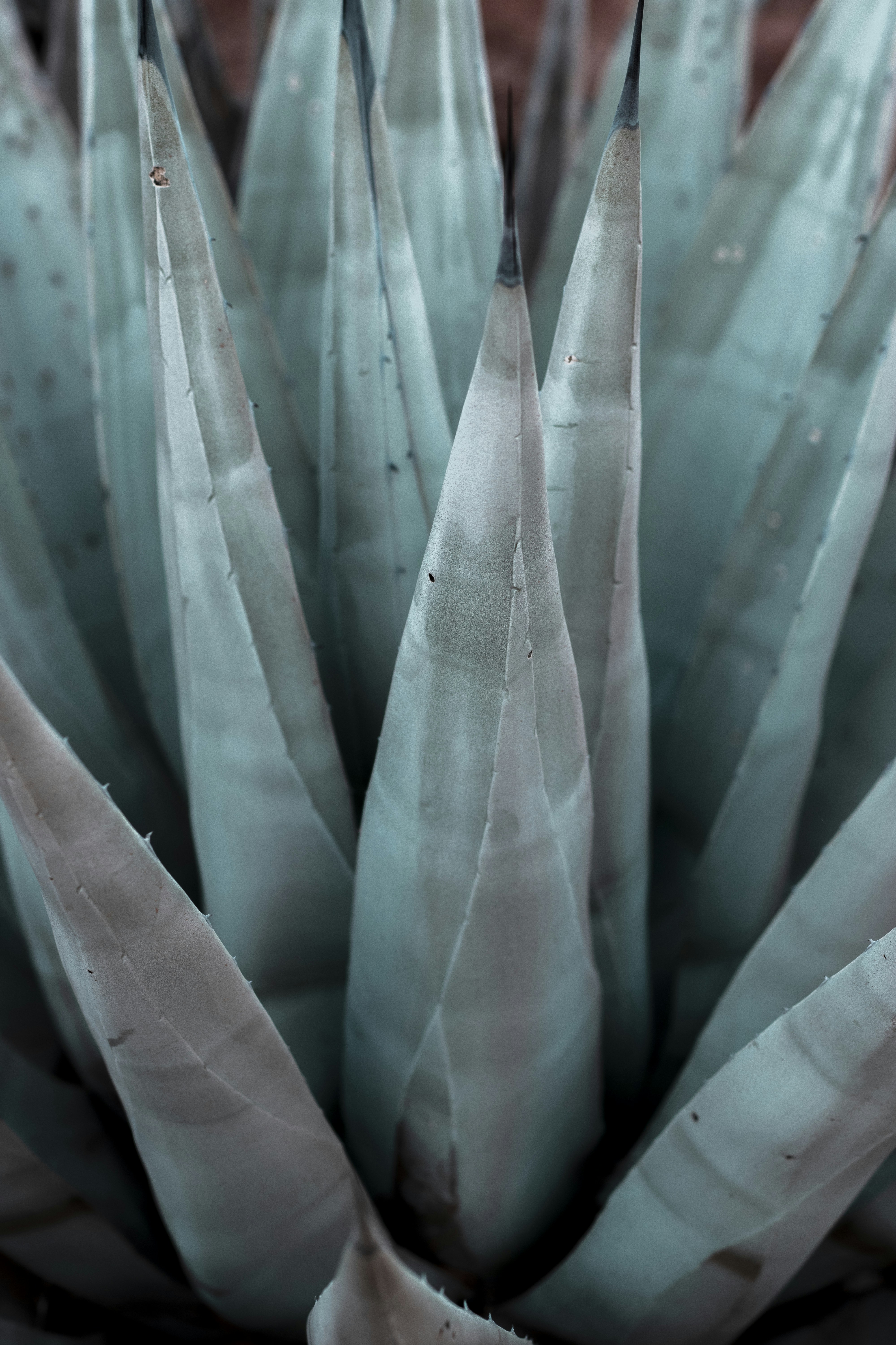 Blue-Green Agave: Close-Up of Sharpened Foliage Spears