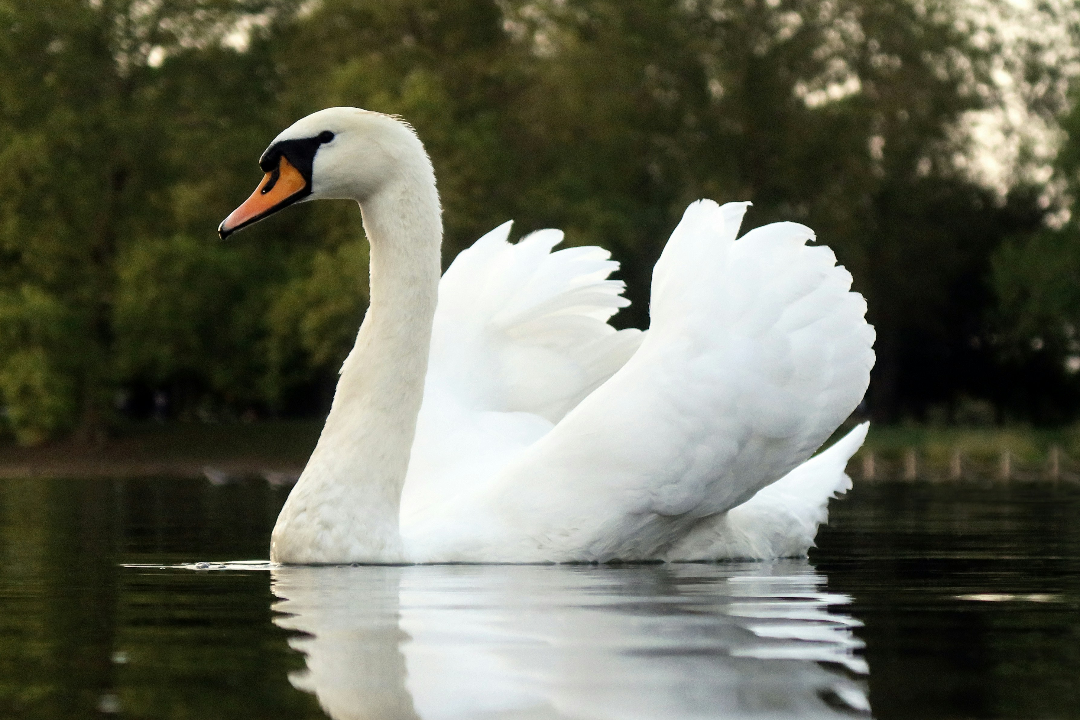 A majestic swan gliding gracefully across a tranquil lake, showcasing its pristine feathers and elegant posture.