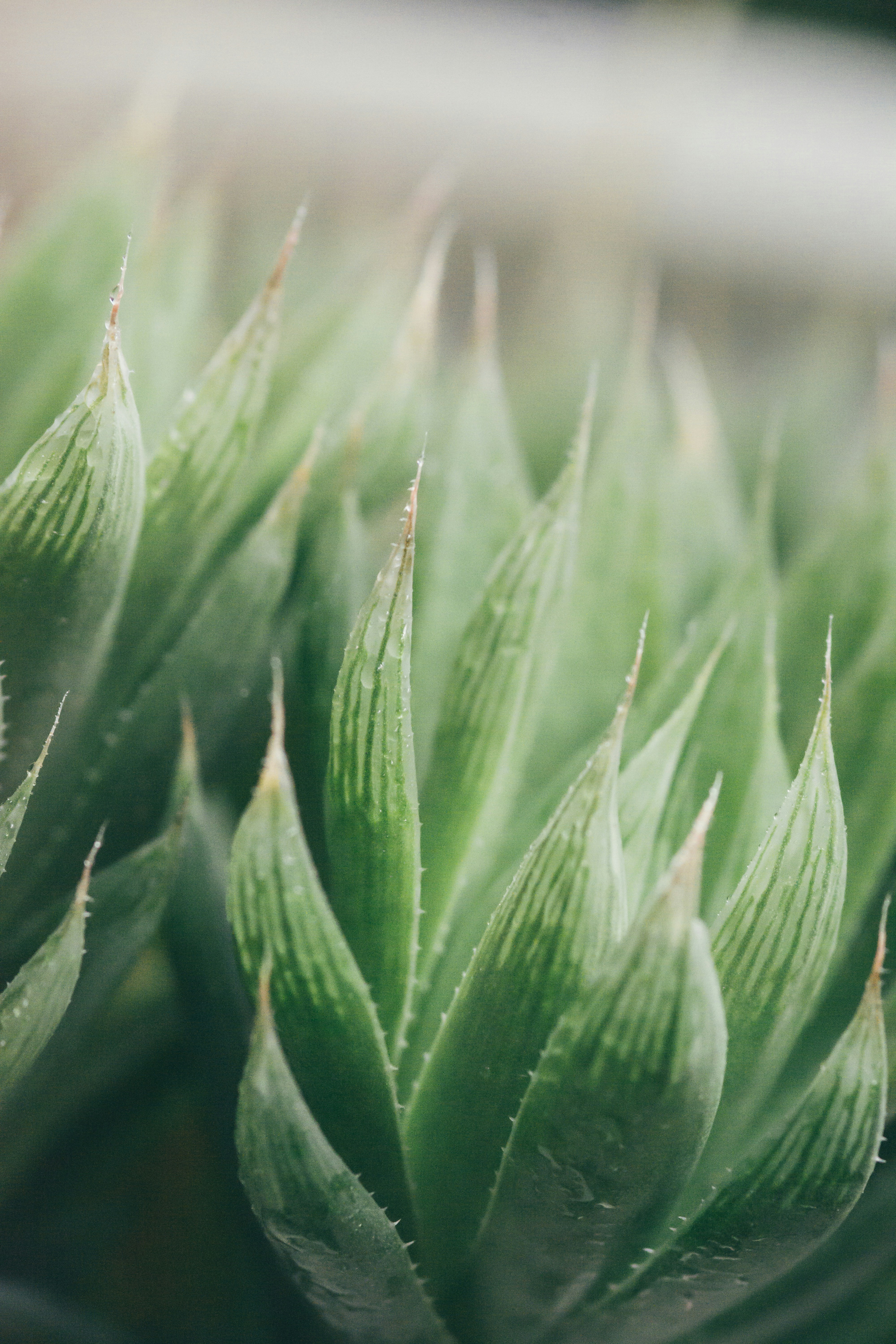 Free Plant Image on Unsplash