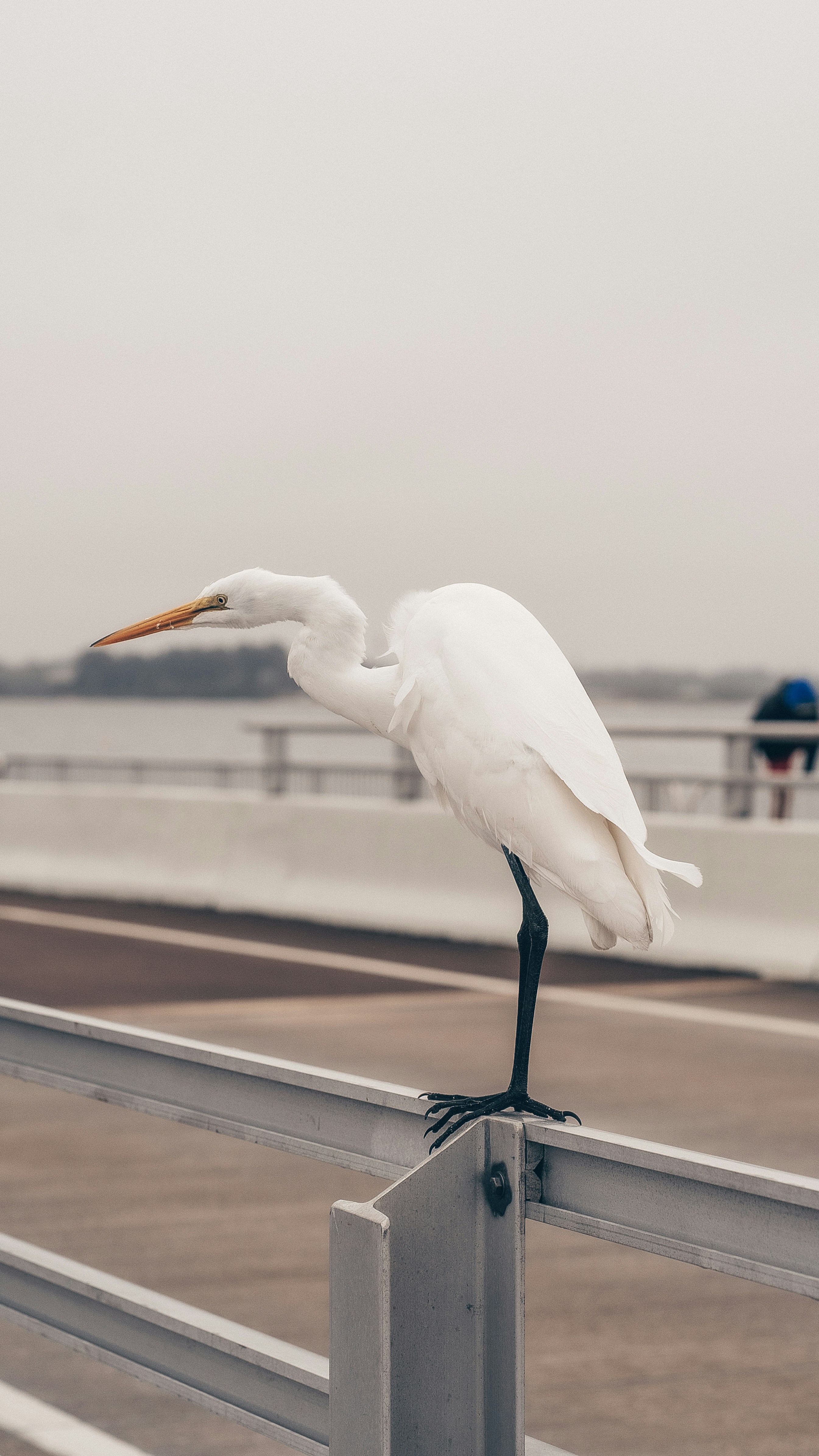 A solitary white egret perched gracefully on a railing, gazing into the distance. The muted background emphasizes the bird's striking features.