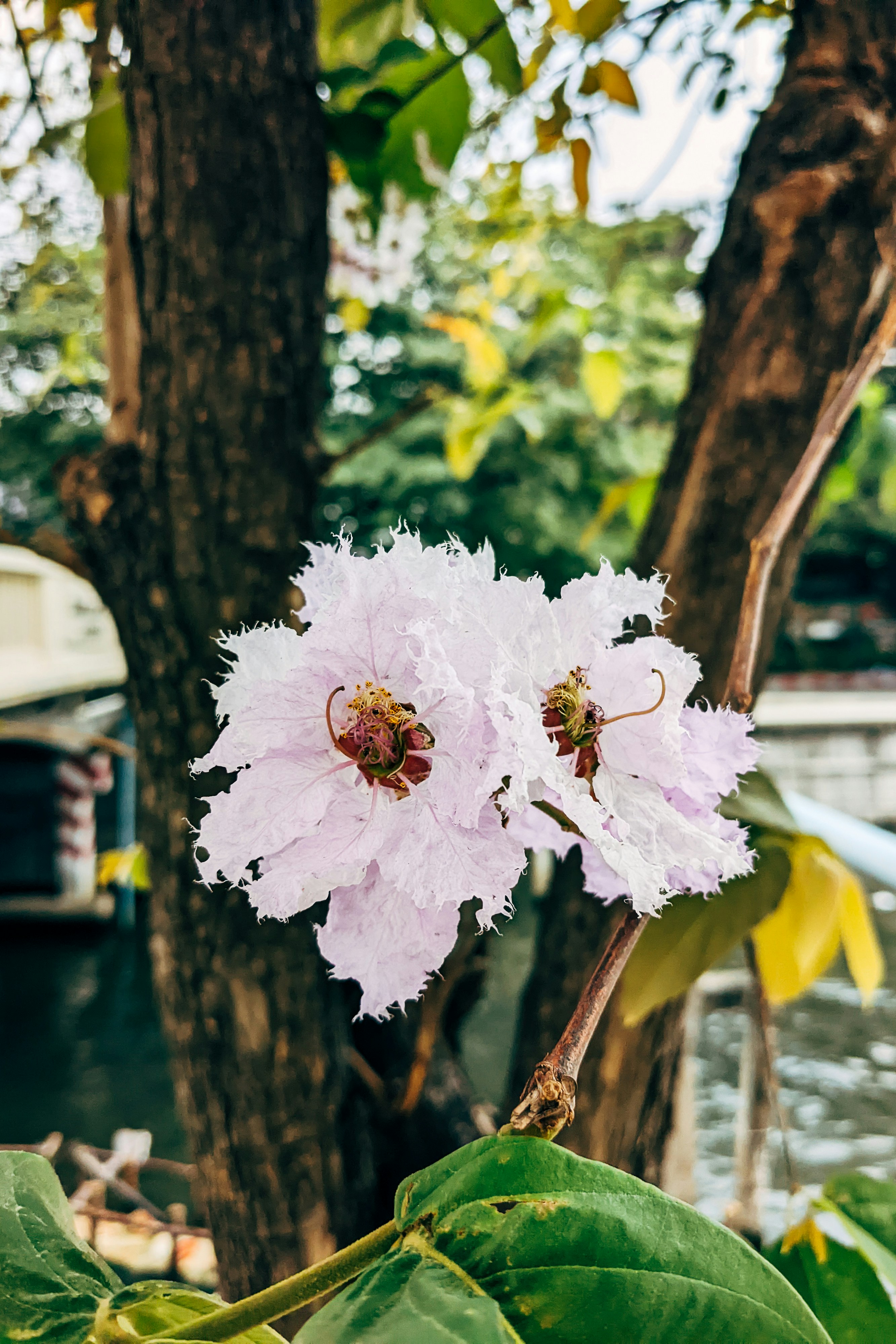 A close up of a flower near a tree photo – Free Plant Image on Unsplash