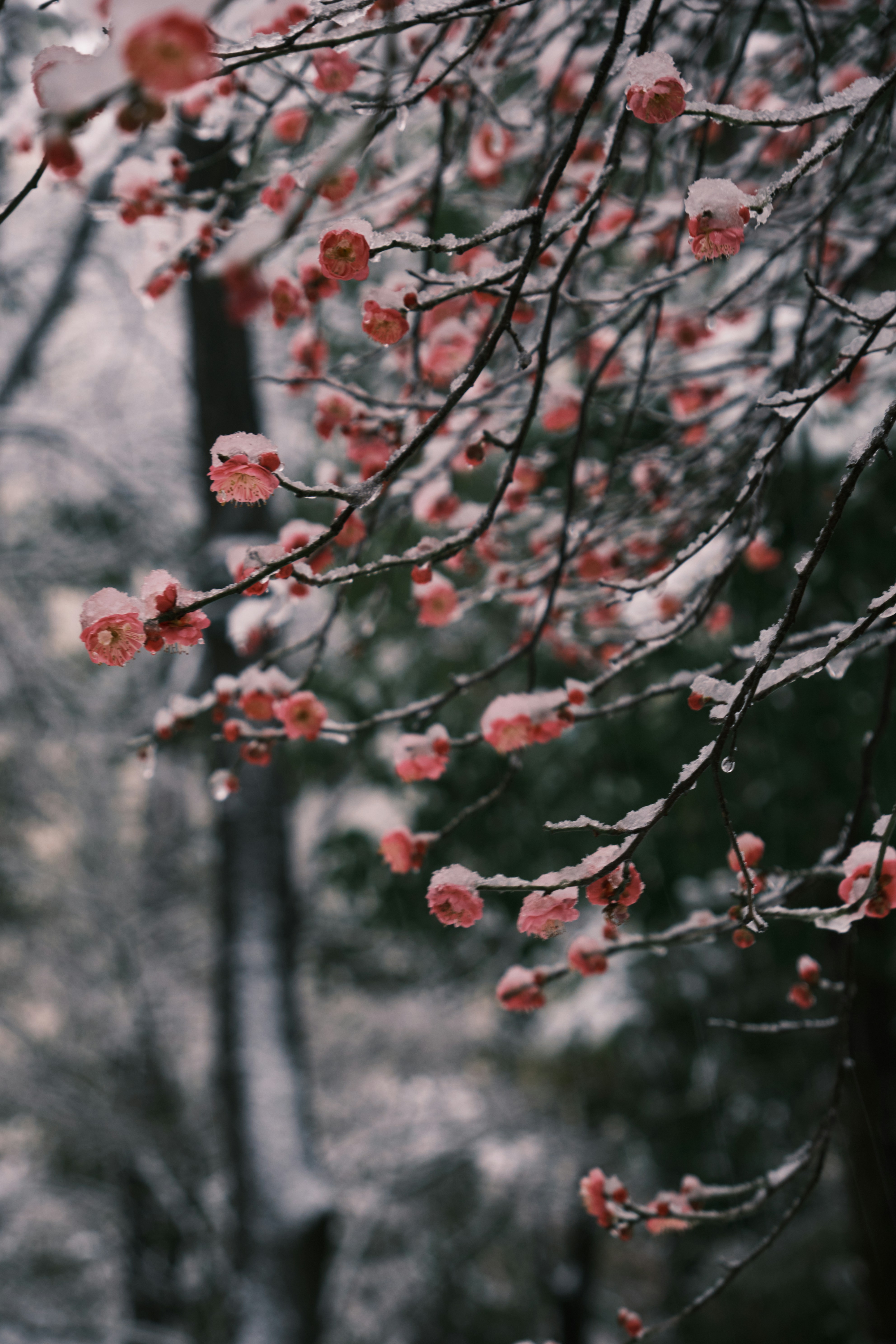 a tree that has some pink flowers on it