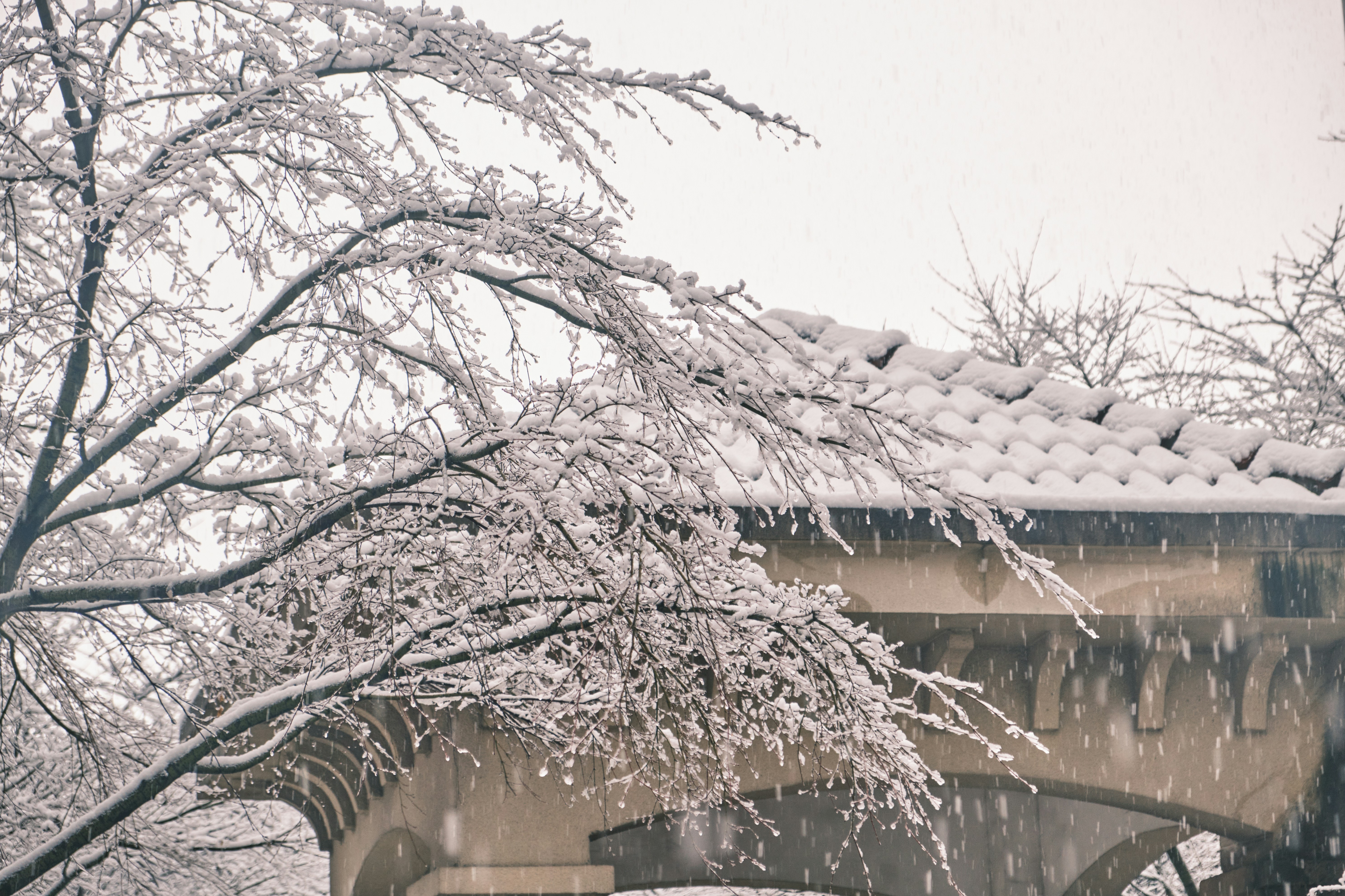 Winter Lines: Snow-Cloaked Branches Framing a Quiet Stone Bridge
