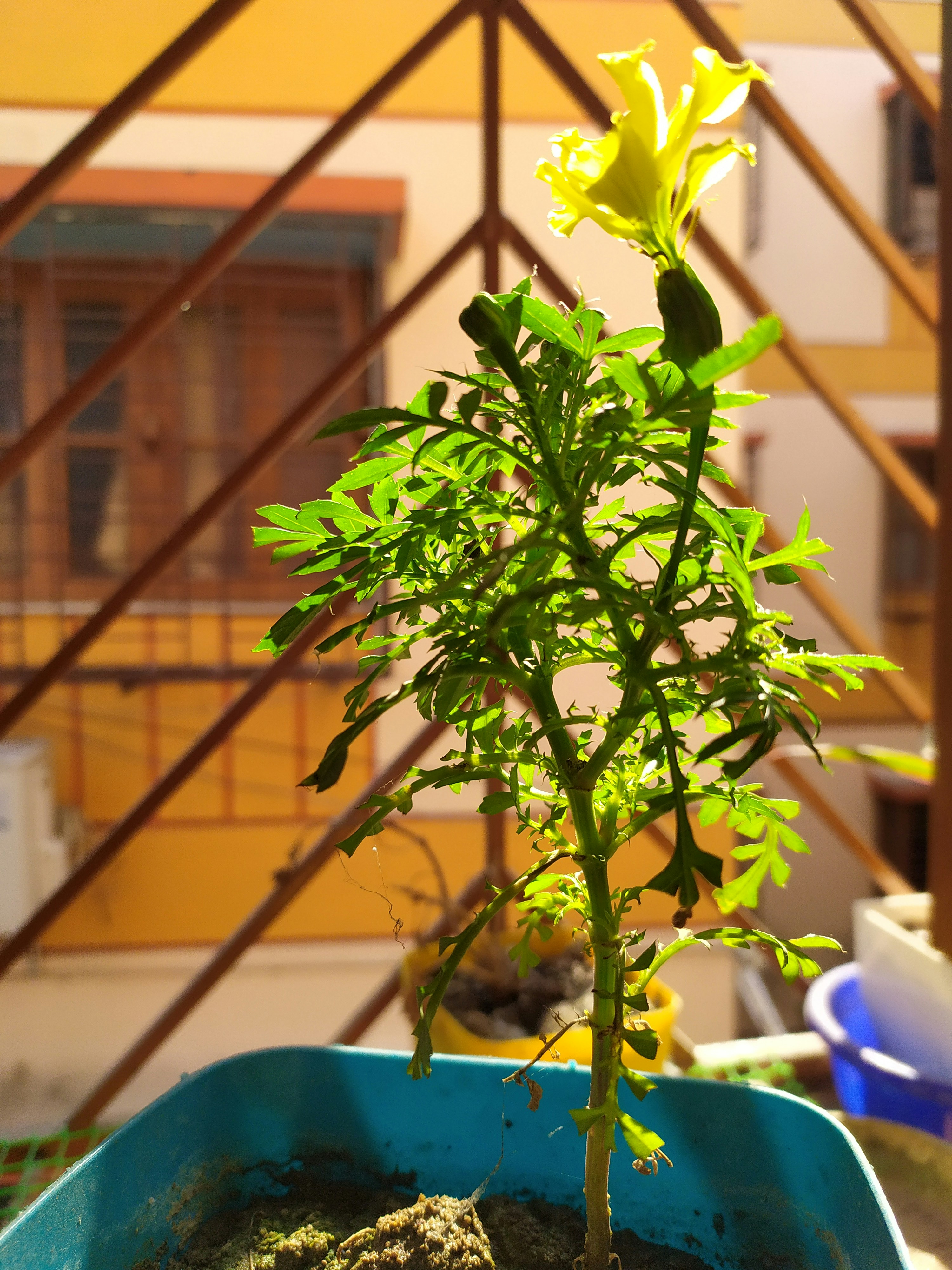 A marigold plant stands tall in a blue pot, showcasing vibrant green leaves and a bright yellow flower against a backdrop of warm, sunlit walls.