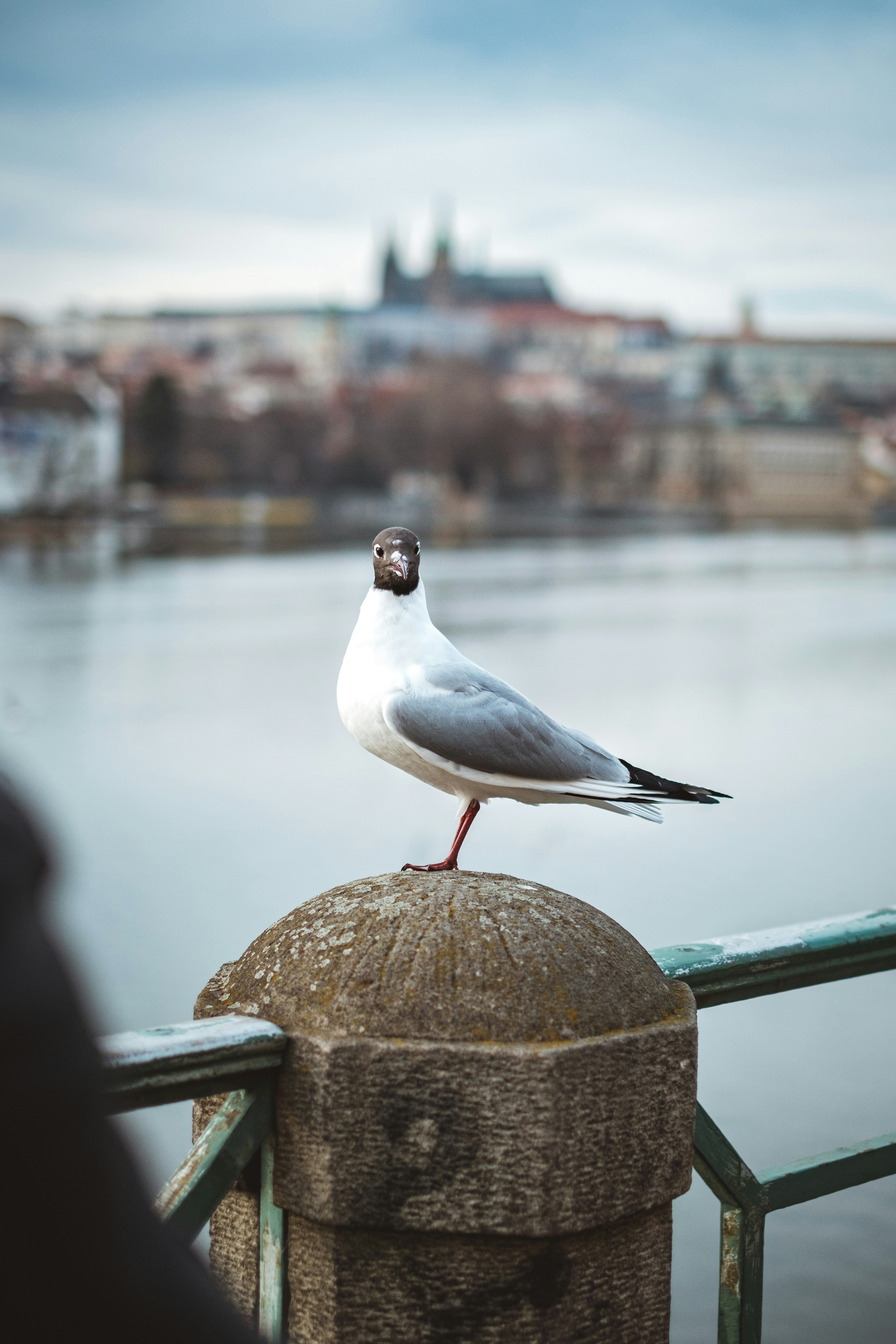 Riverfront Sentinel: Seagull on a Weathered Post