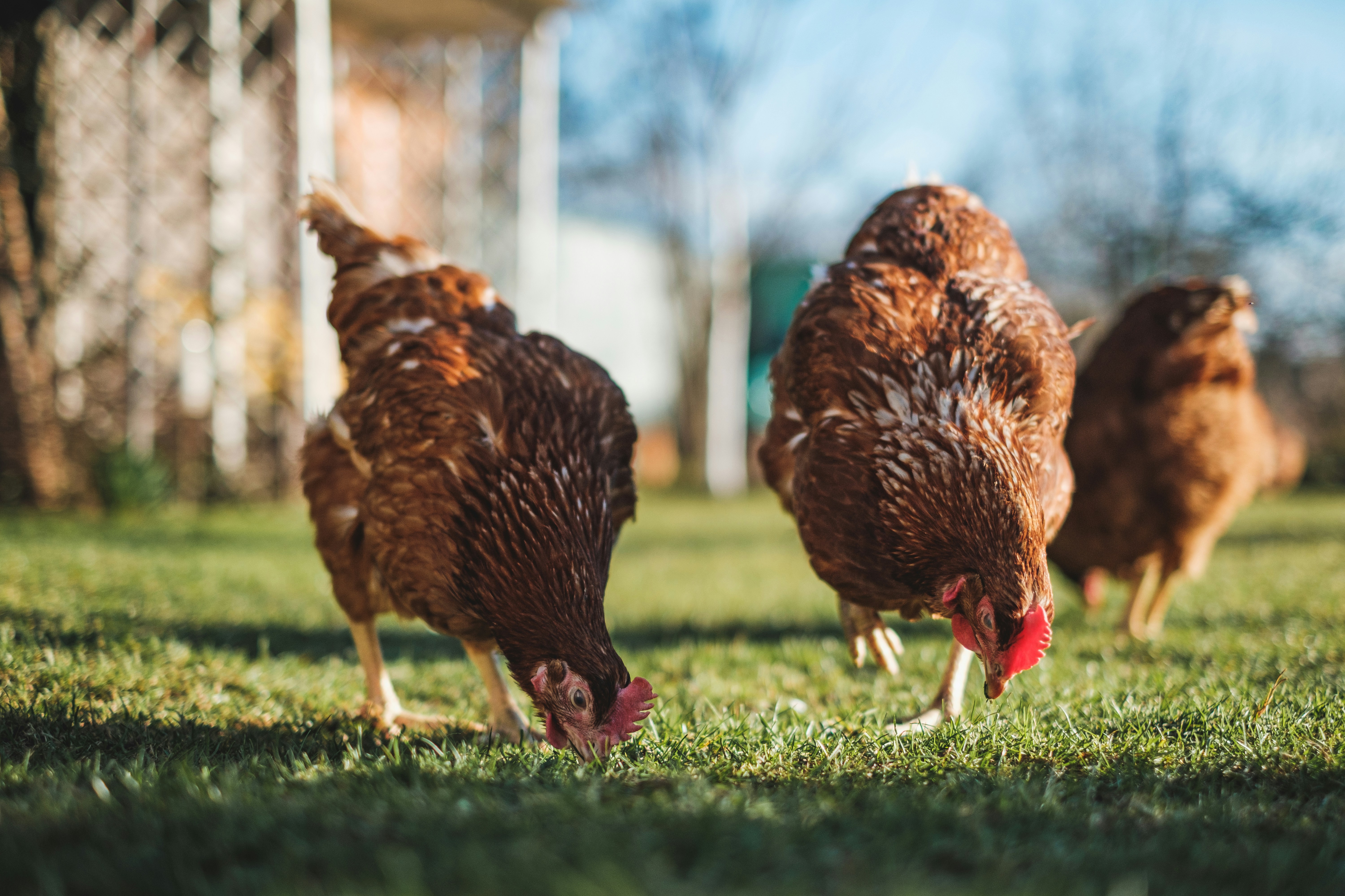 Course: National Certificate: Poultry Production | Masingi Technical ...