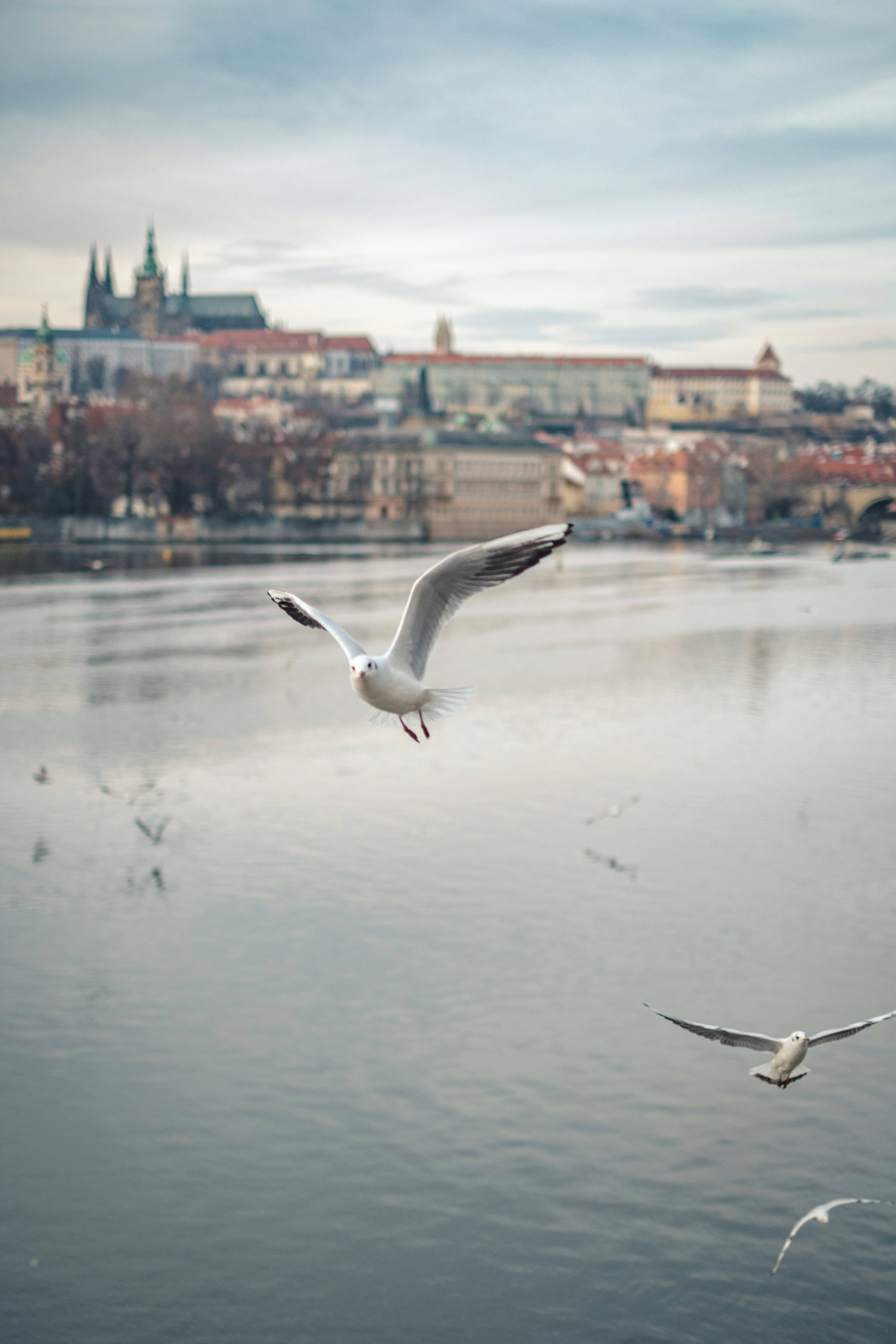 Seagull soaring above the Vltava River with Prague's historic skyline in the background. Soft light creates a tranquil atmosphere.