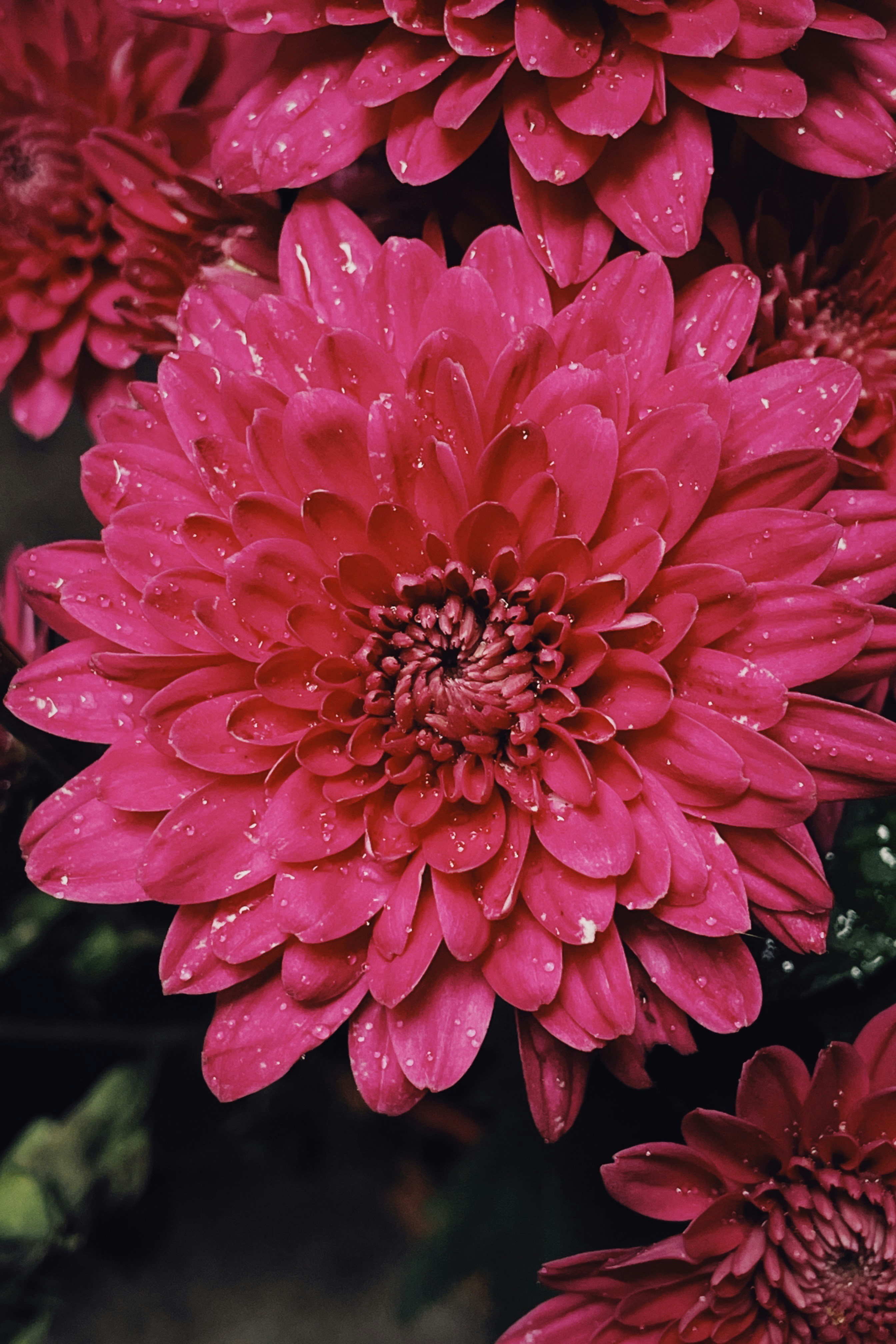 Center Stage: A Magenta Chrysanthemum in Full Bloom