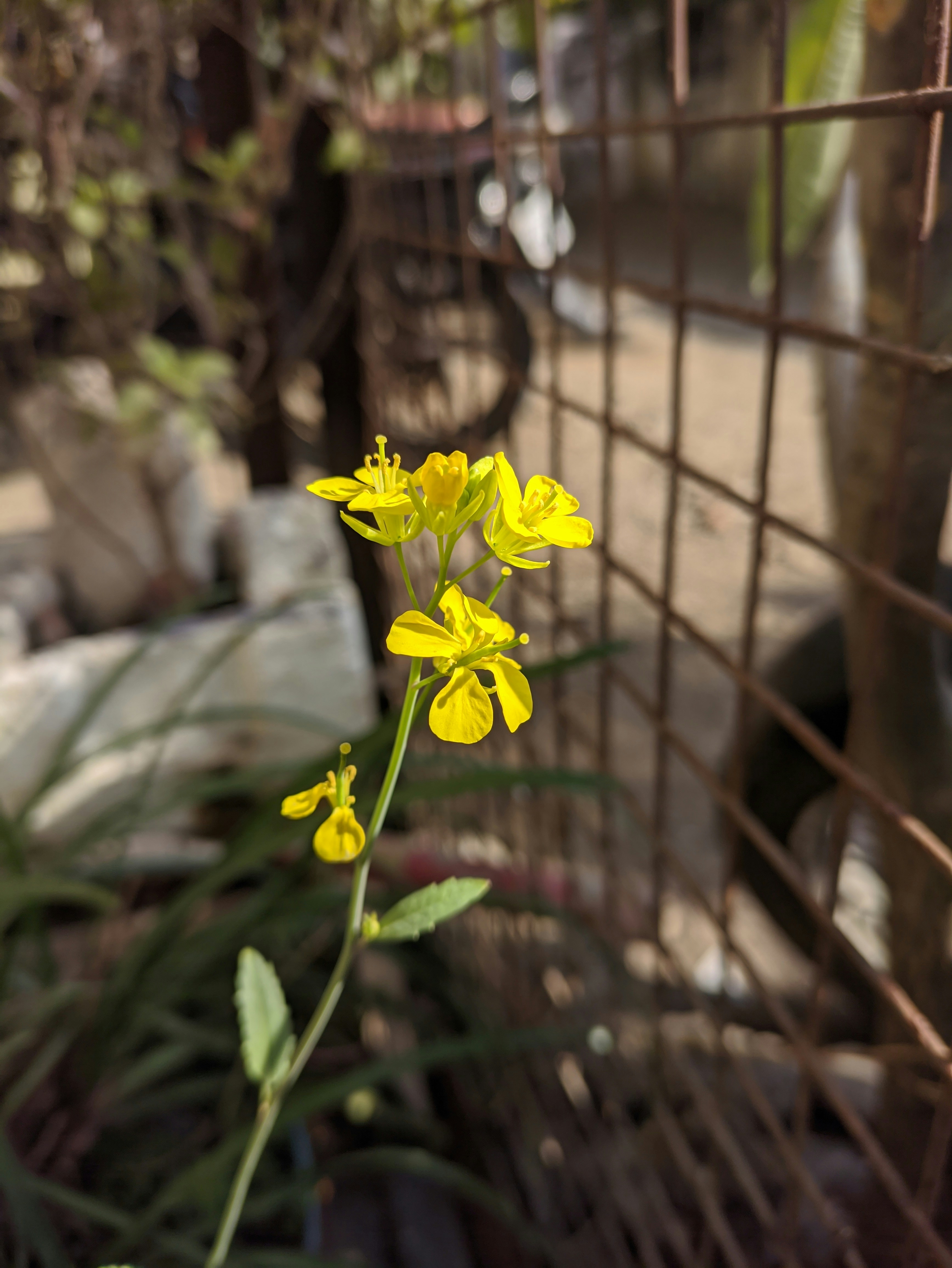 Delicate yellow flowers sprouting in front of a rusty fence, showcasing nature's resilience in an urban setting.