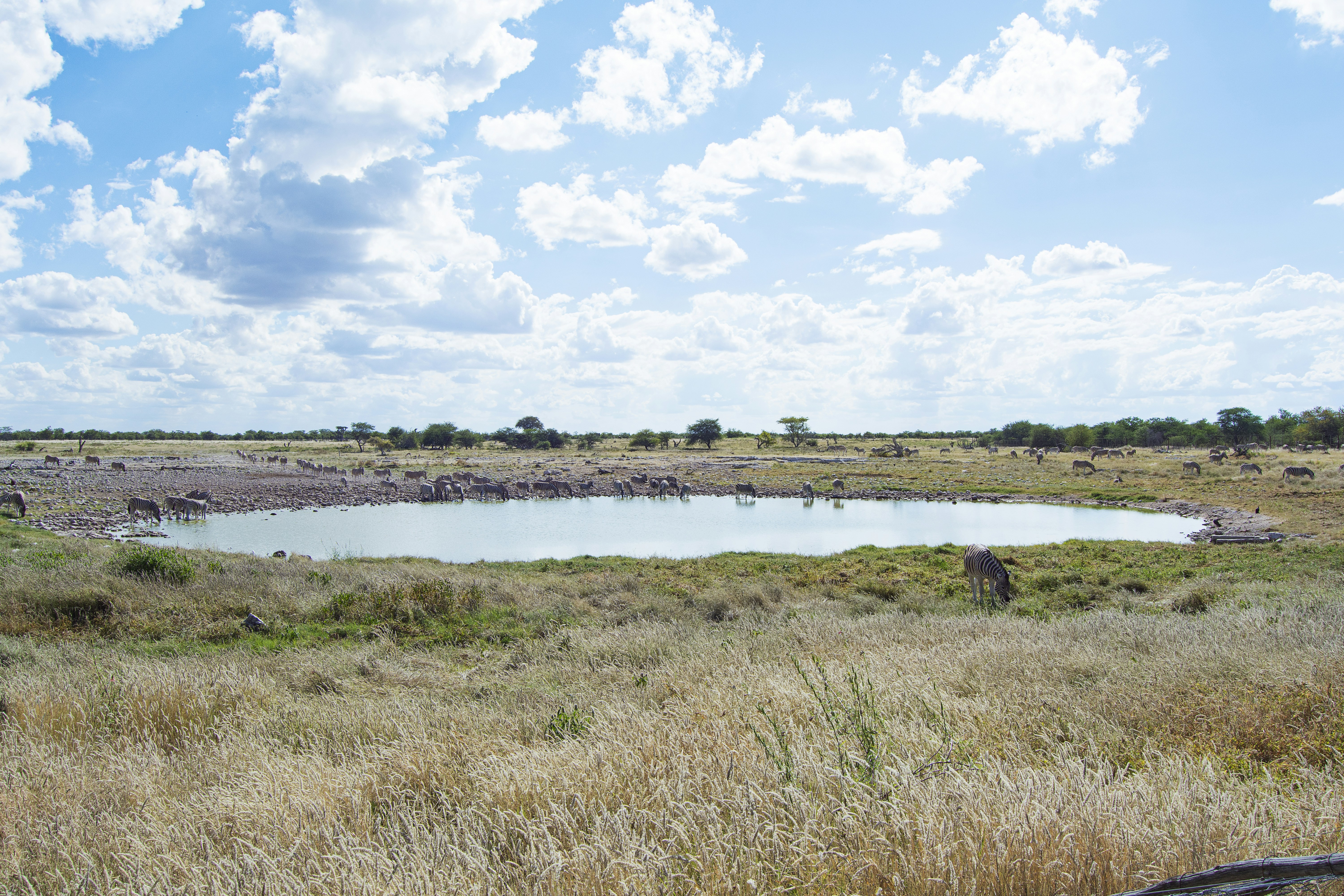 Zebras drinking at a waterhole in Etosha National Park, Namibia | a large pond in the middle of a dry grass field
