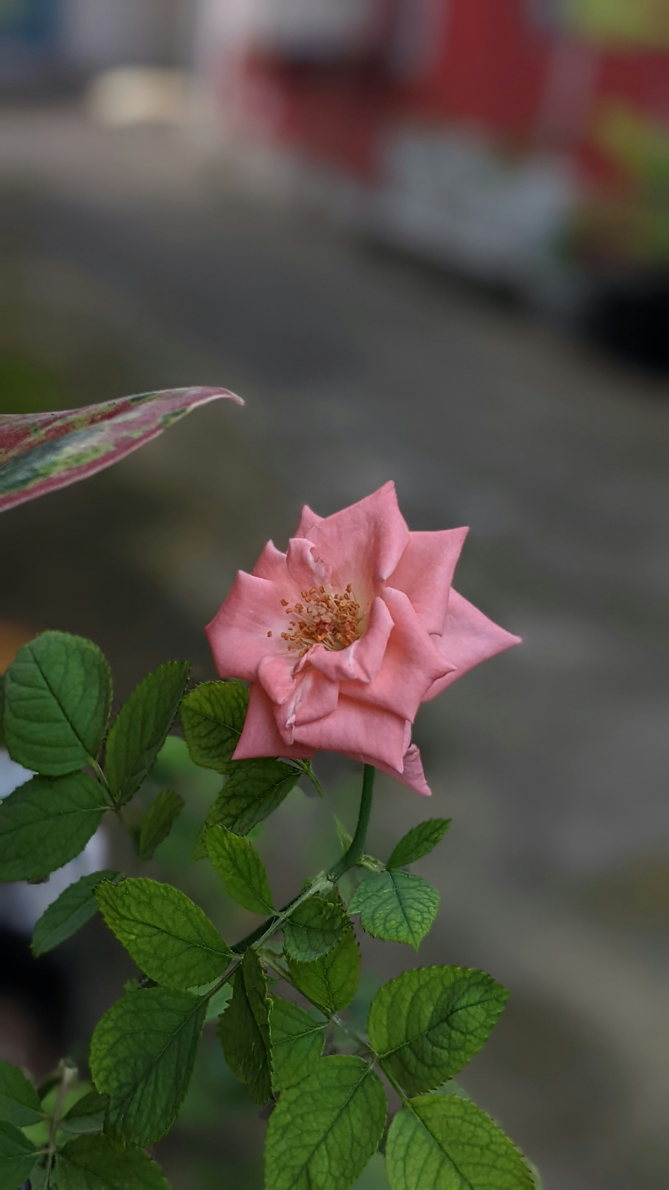 Pink Rose in Focus: A Quiet Moment with Petals and Greenery