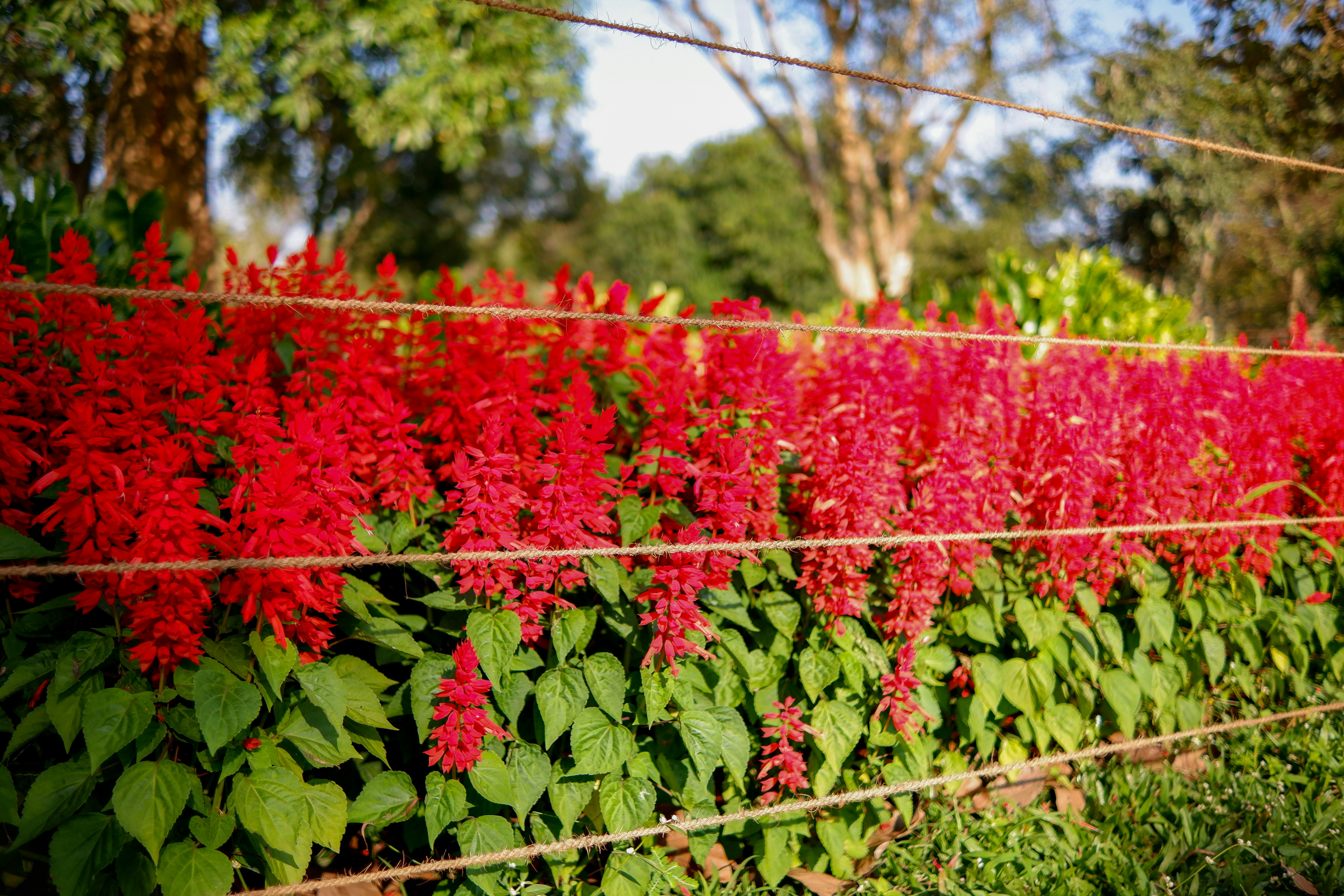 Rote Blumen wachsen an der Seite eines Zauns Foto – Kostenloses Bild ...