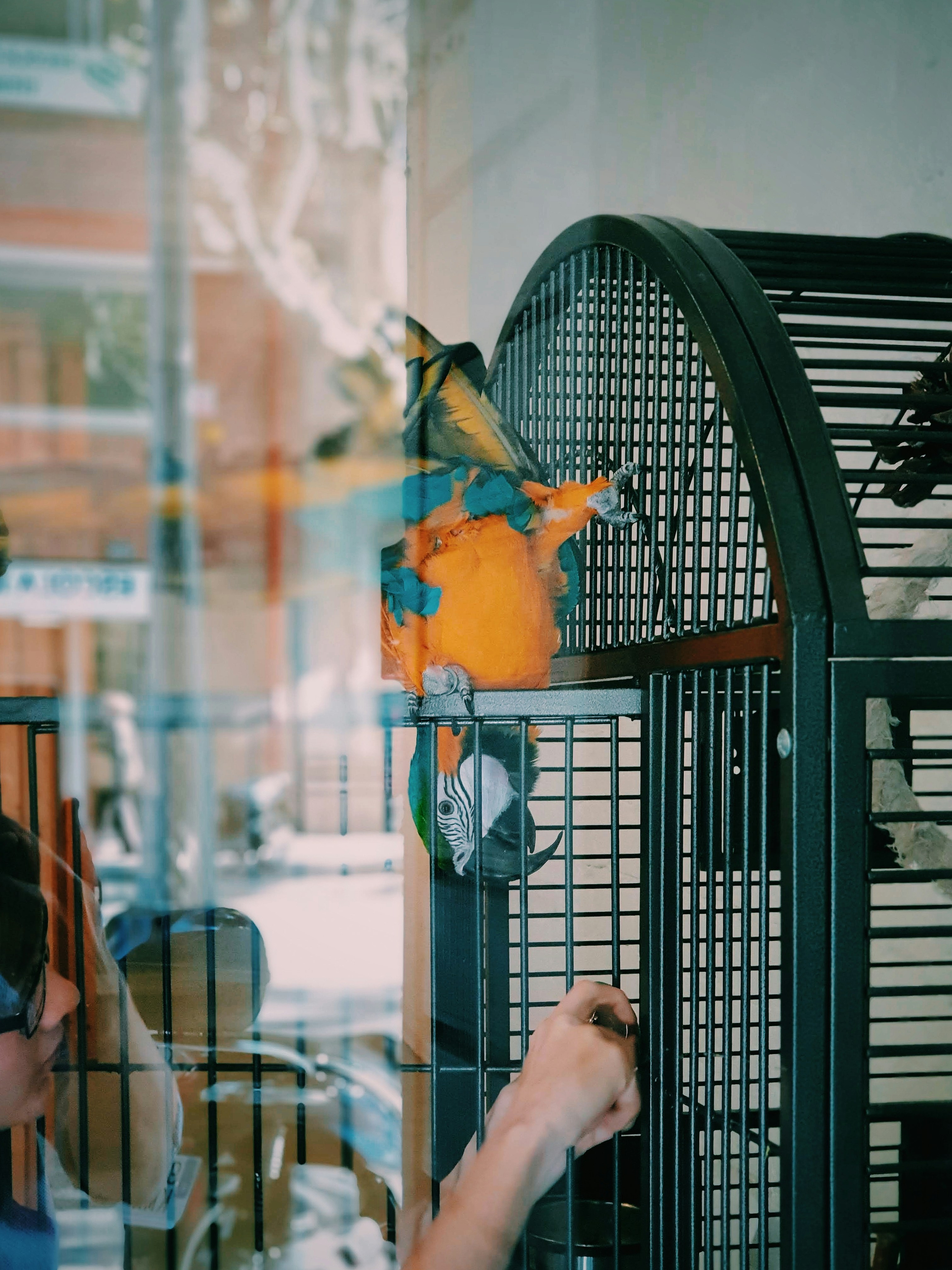 Vibrant parrot perched on a cage while a person interacts with it through the bars. The scene captures a moment of connection between human and bird.