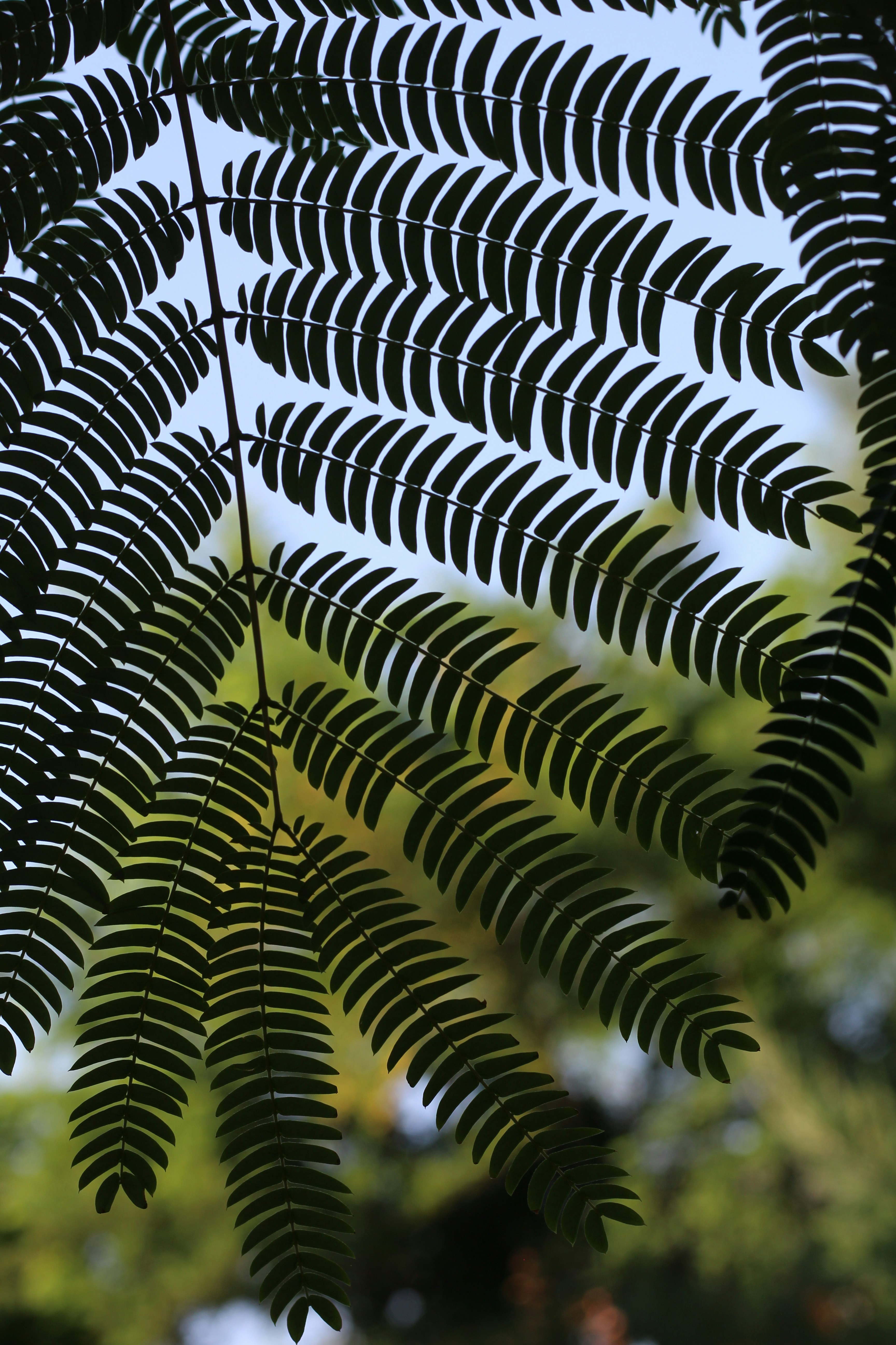 Silhouette of fern leaves intricately layered against a soft blue sky, capturing the essence of nature's elegance.