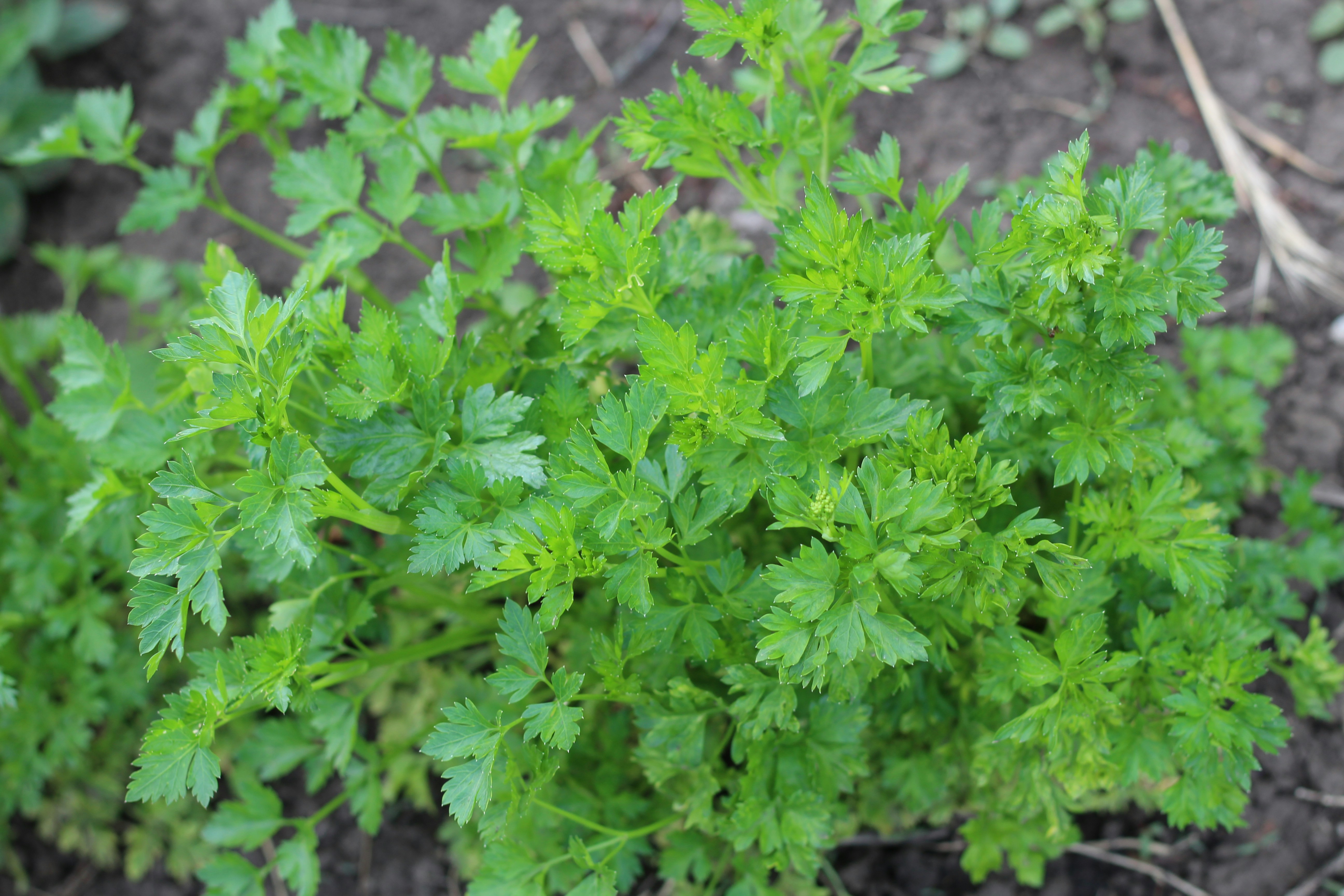 Vibrant parsley leaves thriving in rich soil, showcasing their lush green texture and healthy growth.