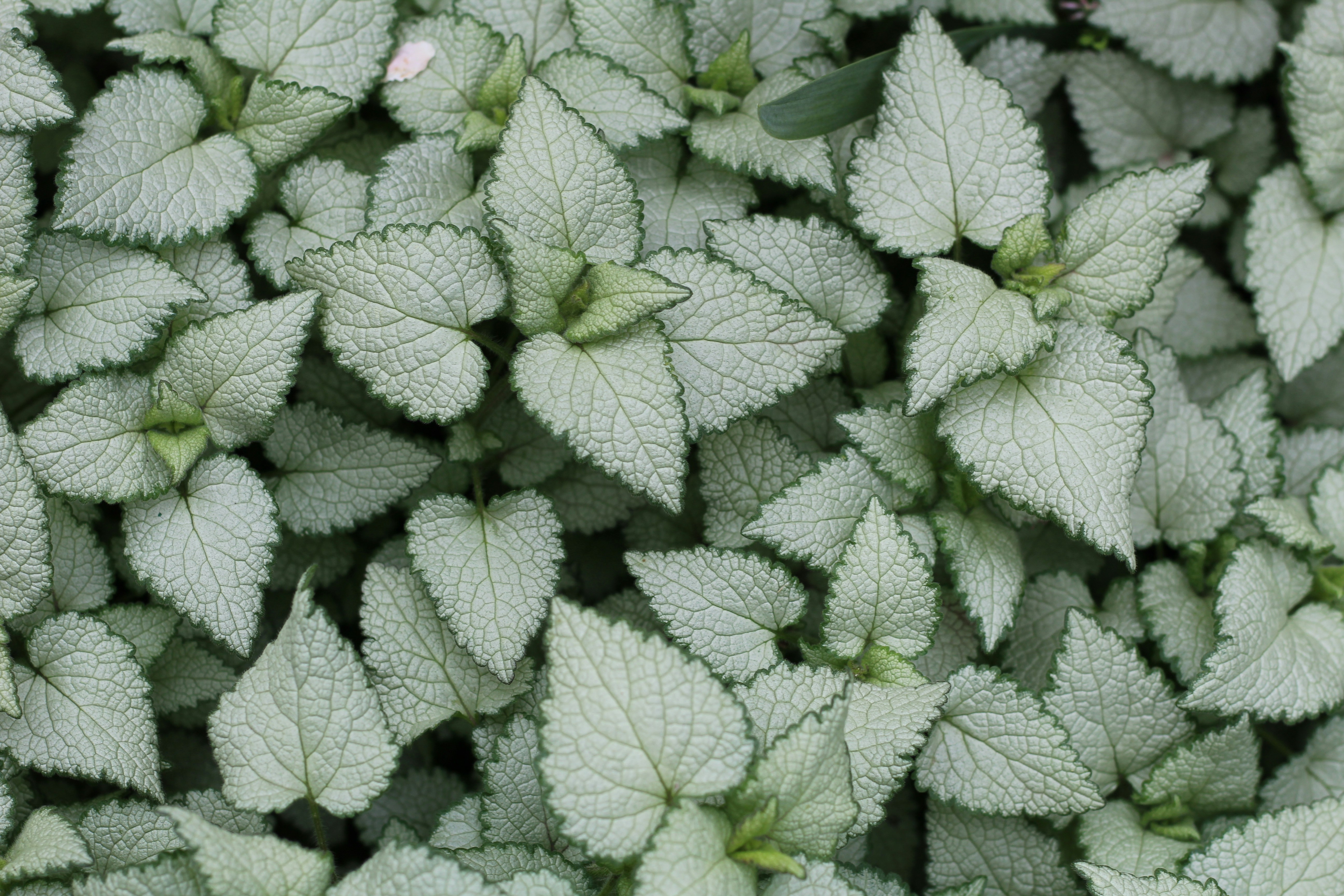 Vast Field of Silver-Green Mint Leaves