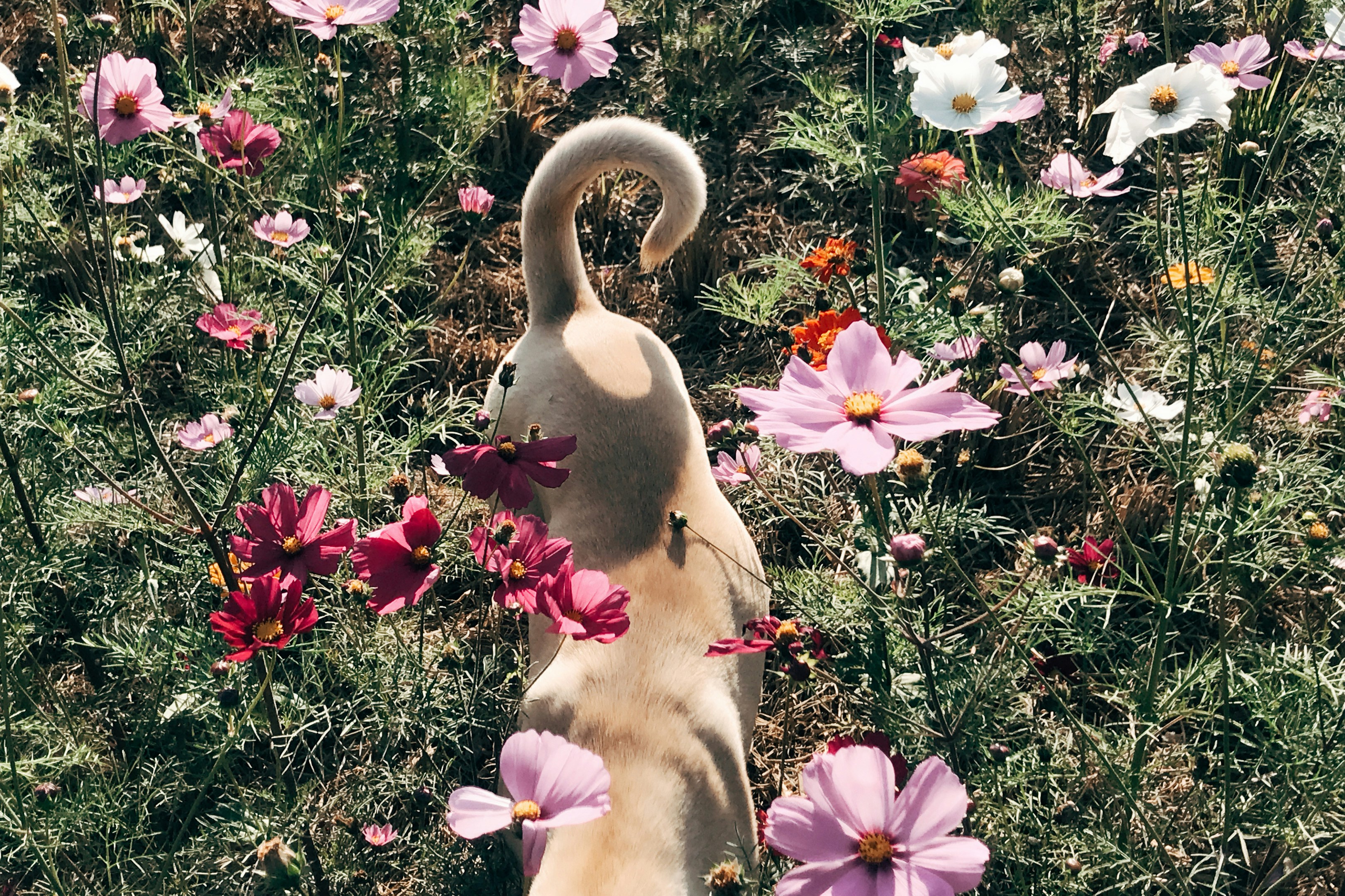 Curled-tail silhouette amid a bloom-filled cosmos field