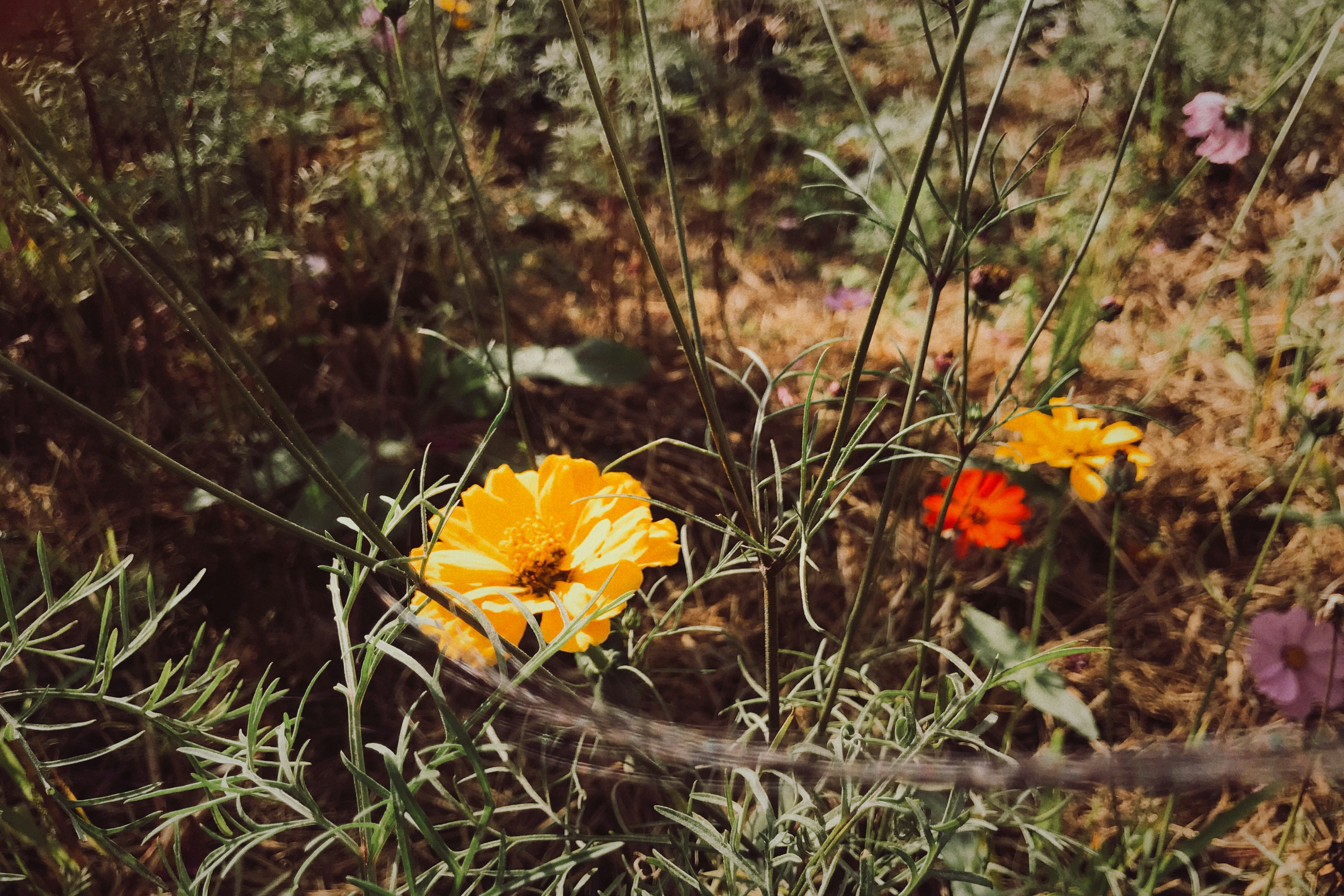 Vibrant yellow flower surrounded by lush green foliage and colorful blooms in a sunlit meadow.