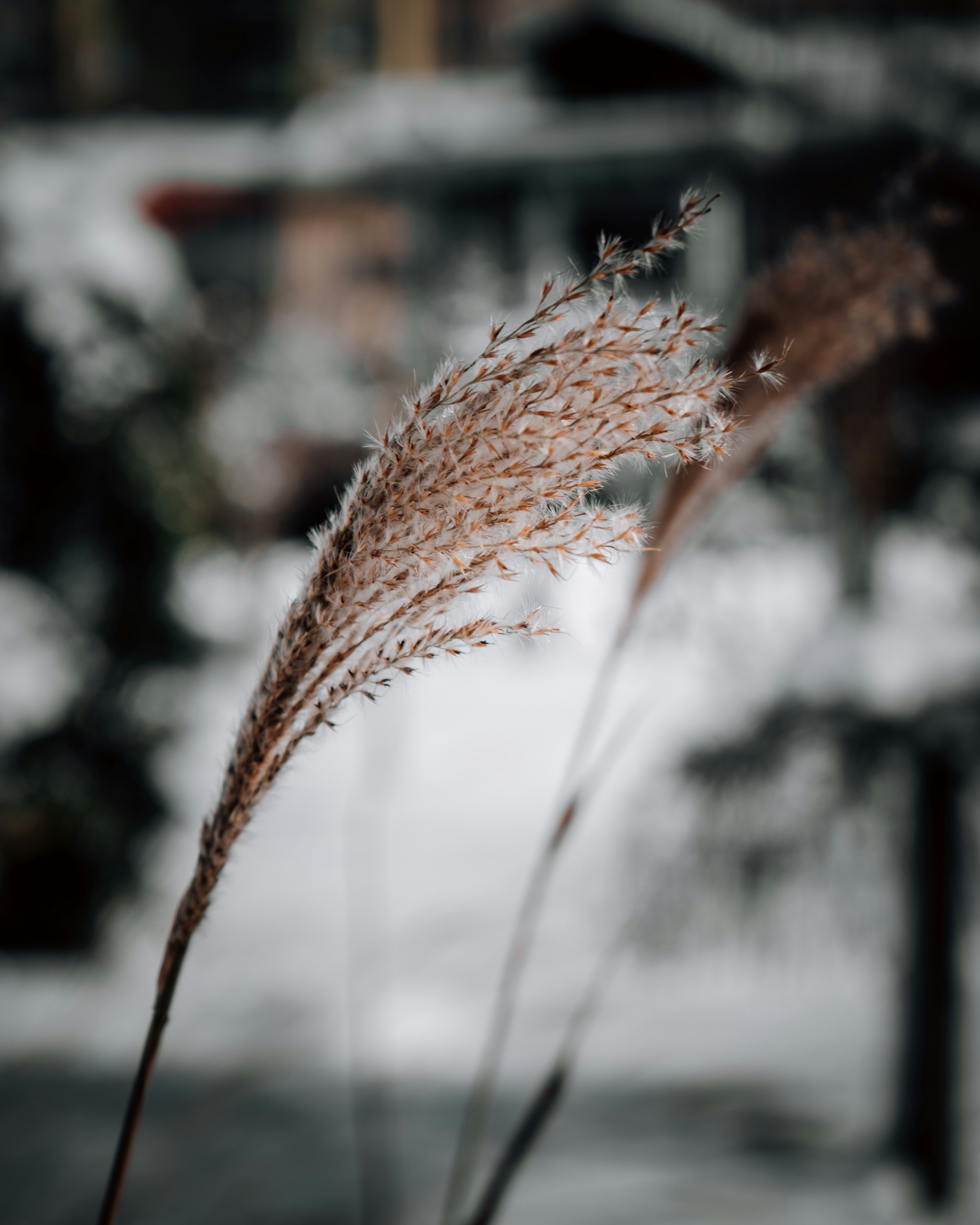 Solitary Reed in Velvet Winter Bokeh
