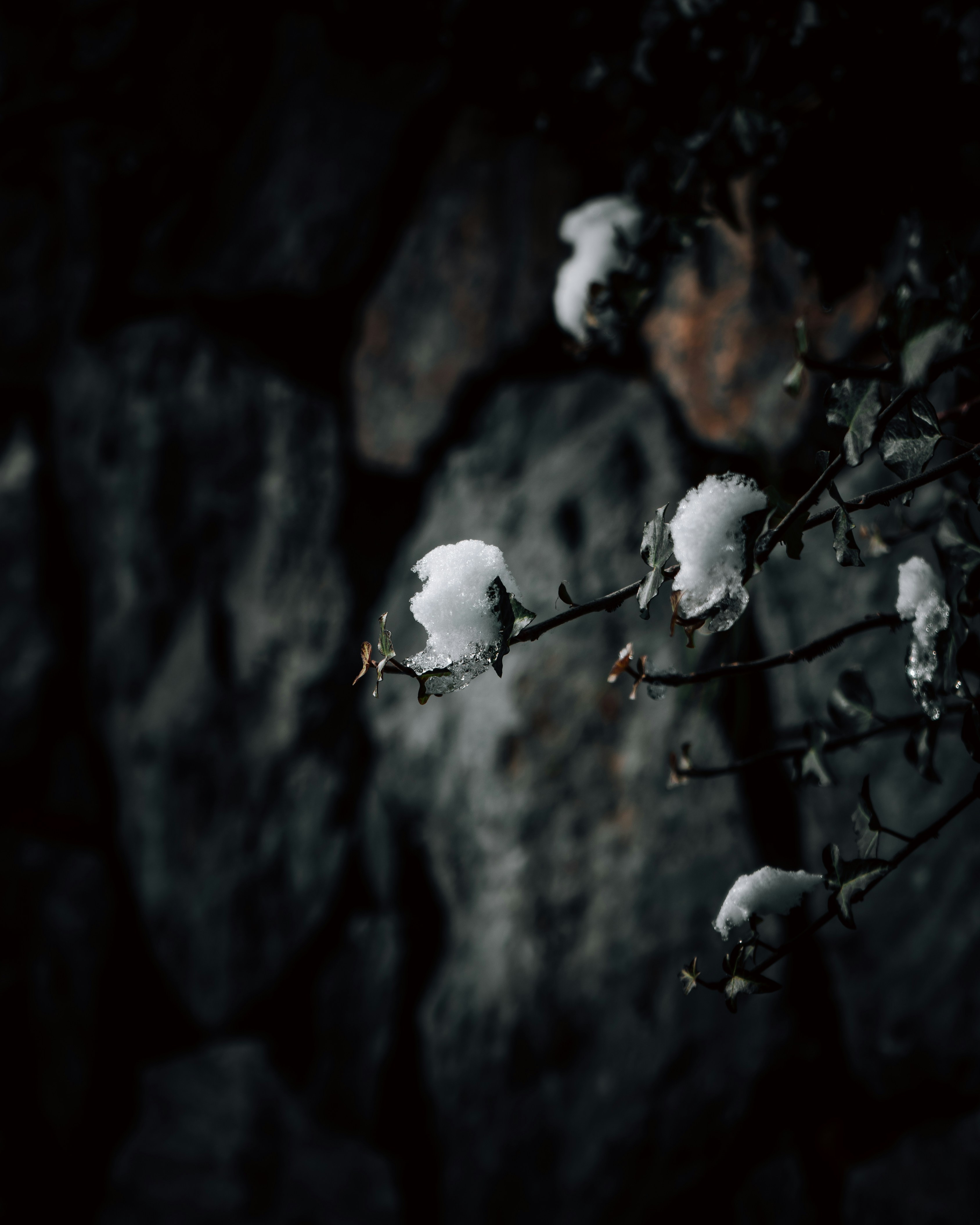 Snow-Capped Branches Traced Along a Midnight Rock Face