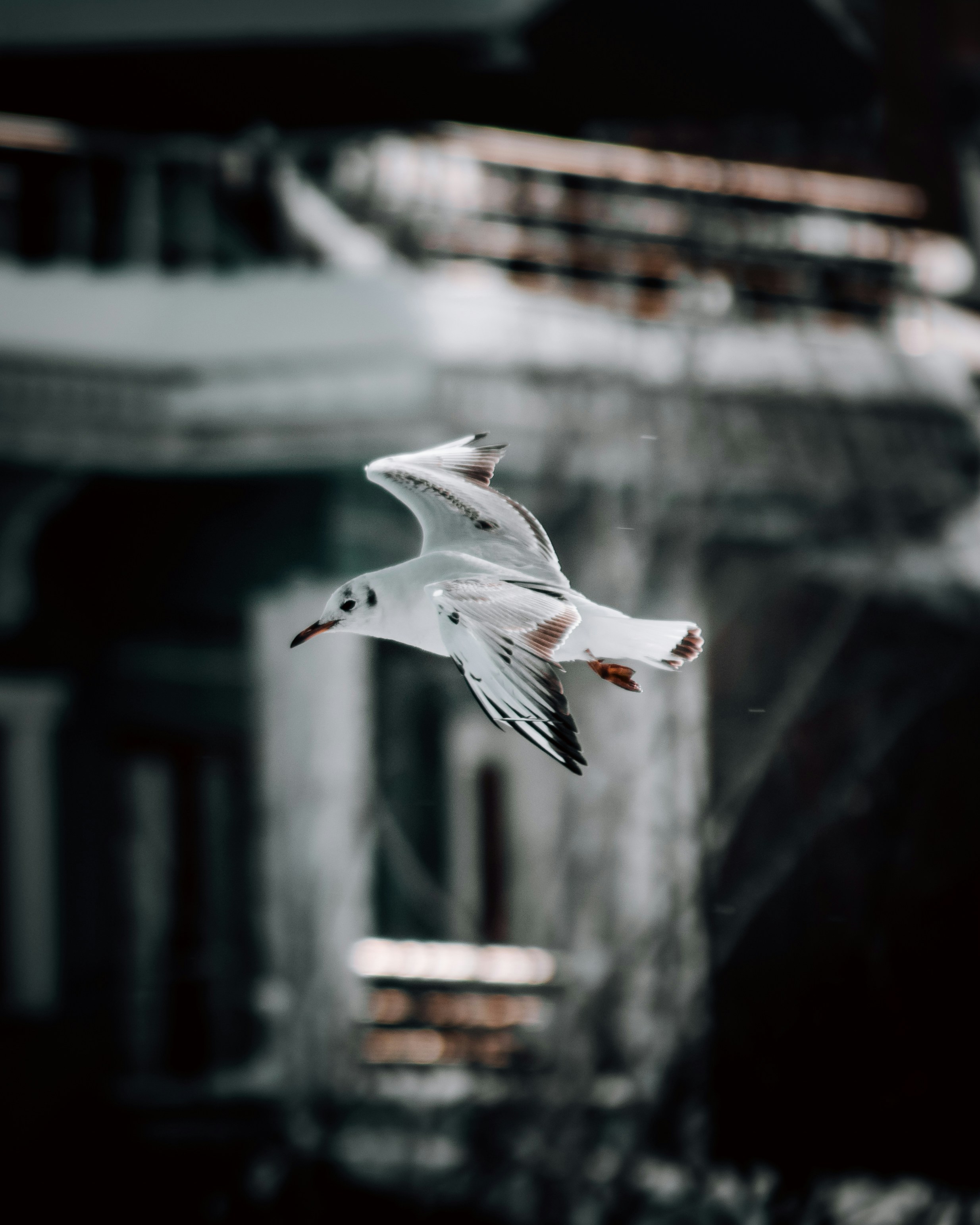 A seagull gliding through the air, framed by a blurred urban backdrop, capturing a moment of tranquility in motion.