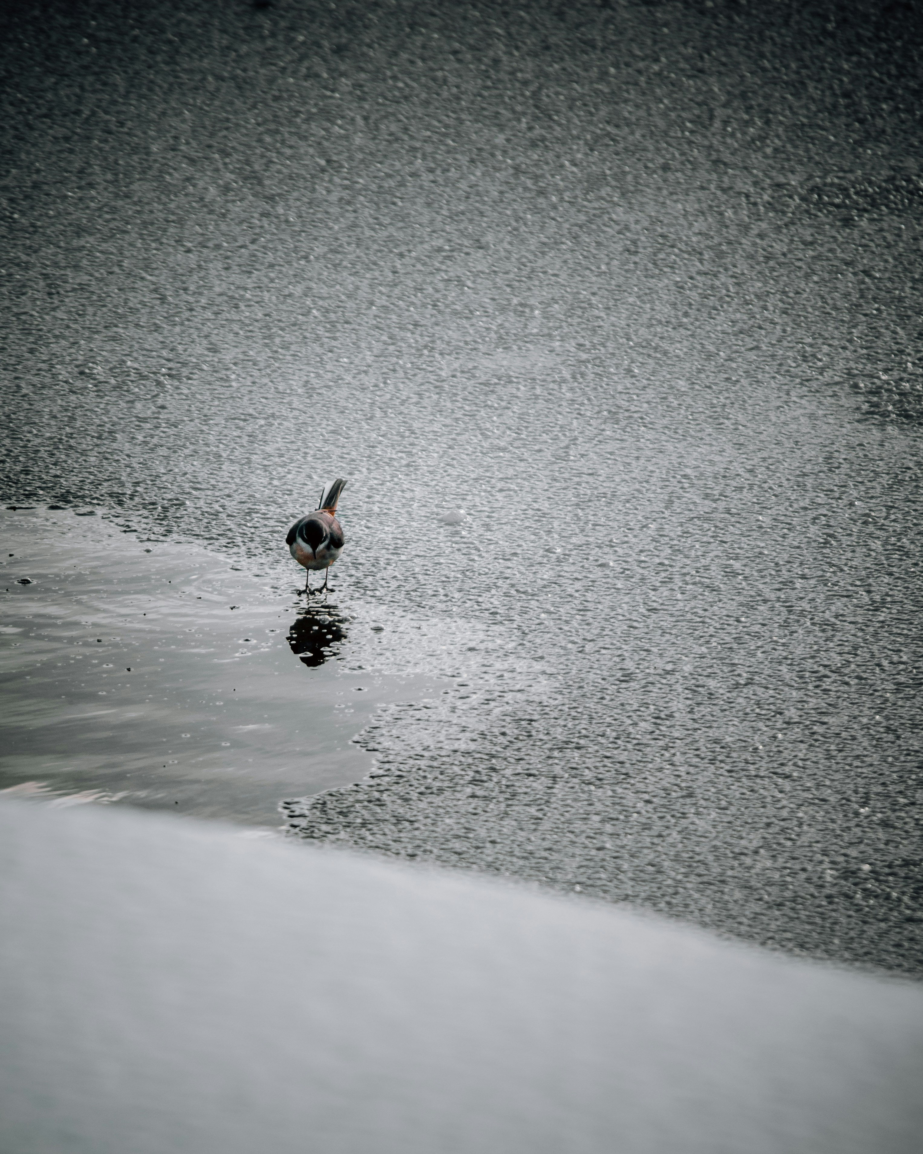Bird standing in a shallow puddle, capturing its reflection amidst a muted, textured background.