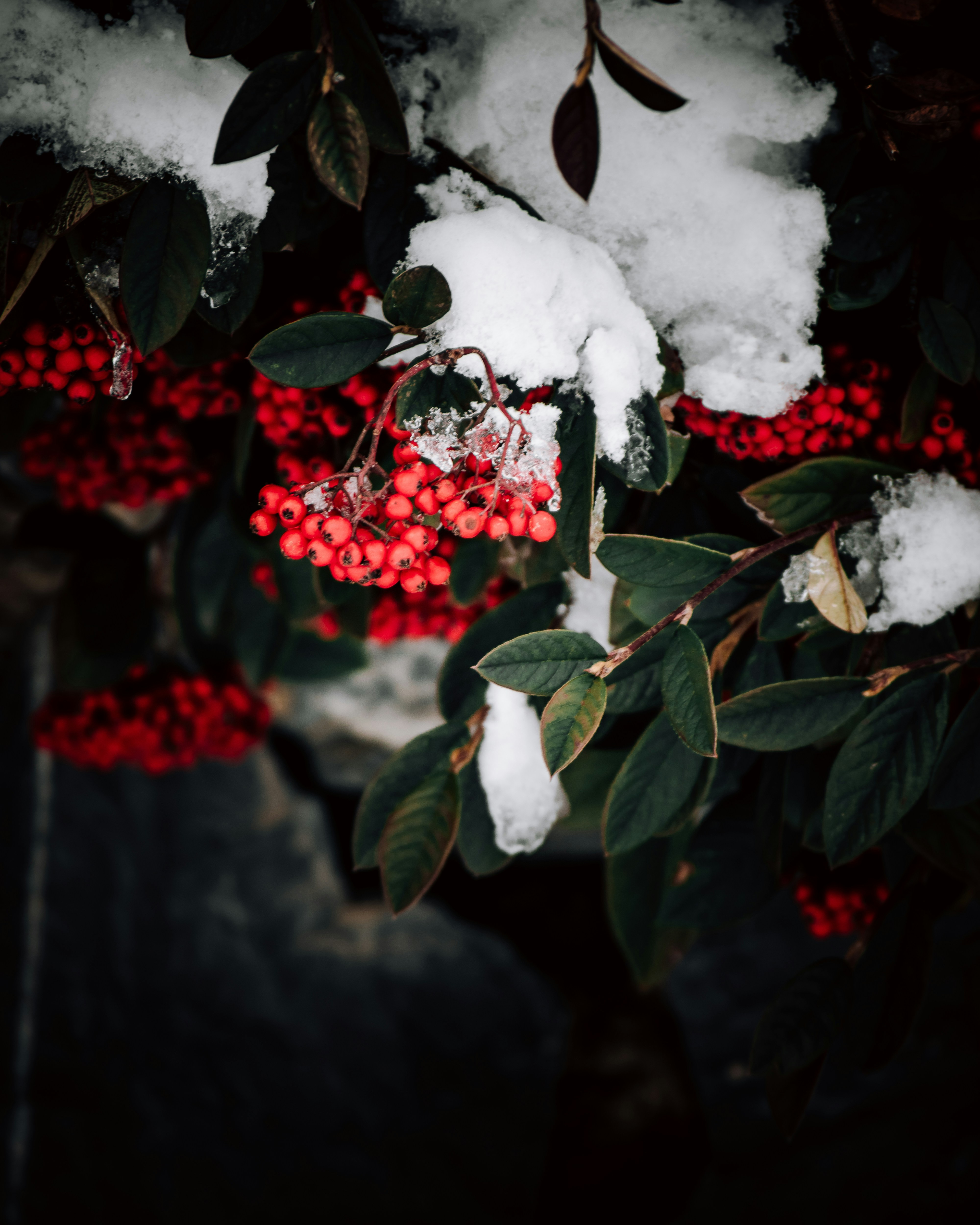 Bright red berries peeking through a blanket of snow on dark green leaves, creating a striking winter scene.