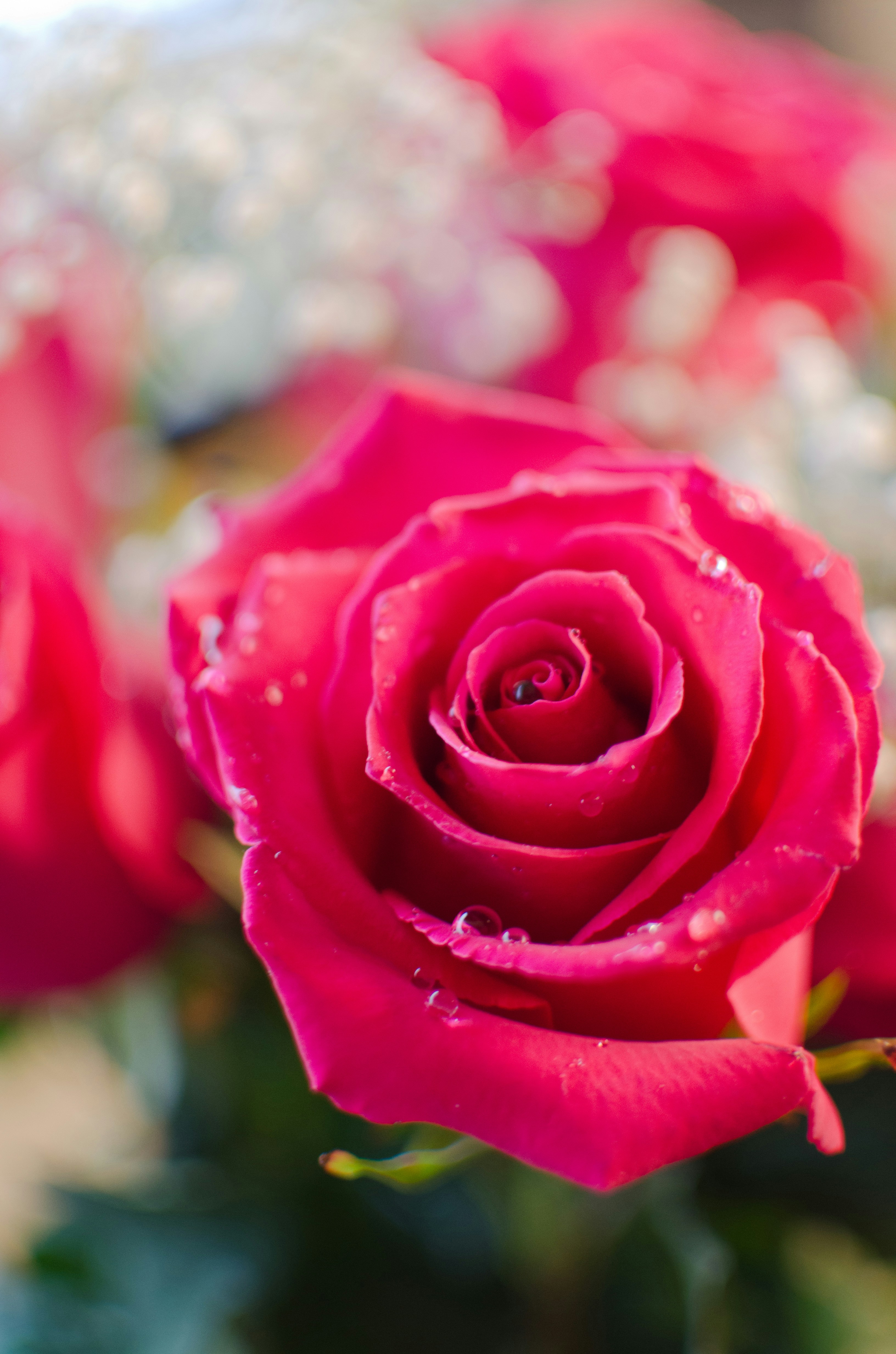 A close up of a pink rose with water droplets photo – Free Rose flower ...